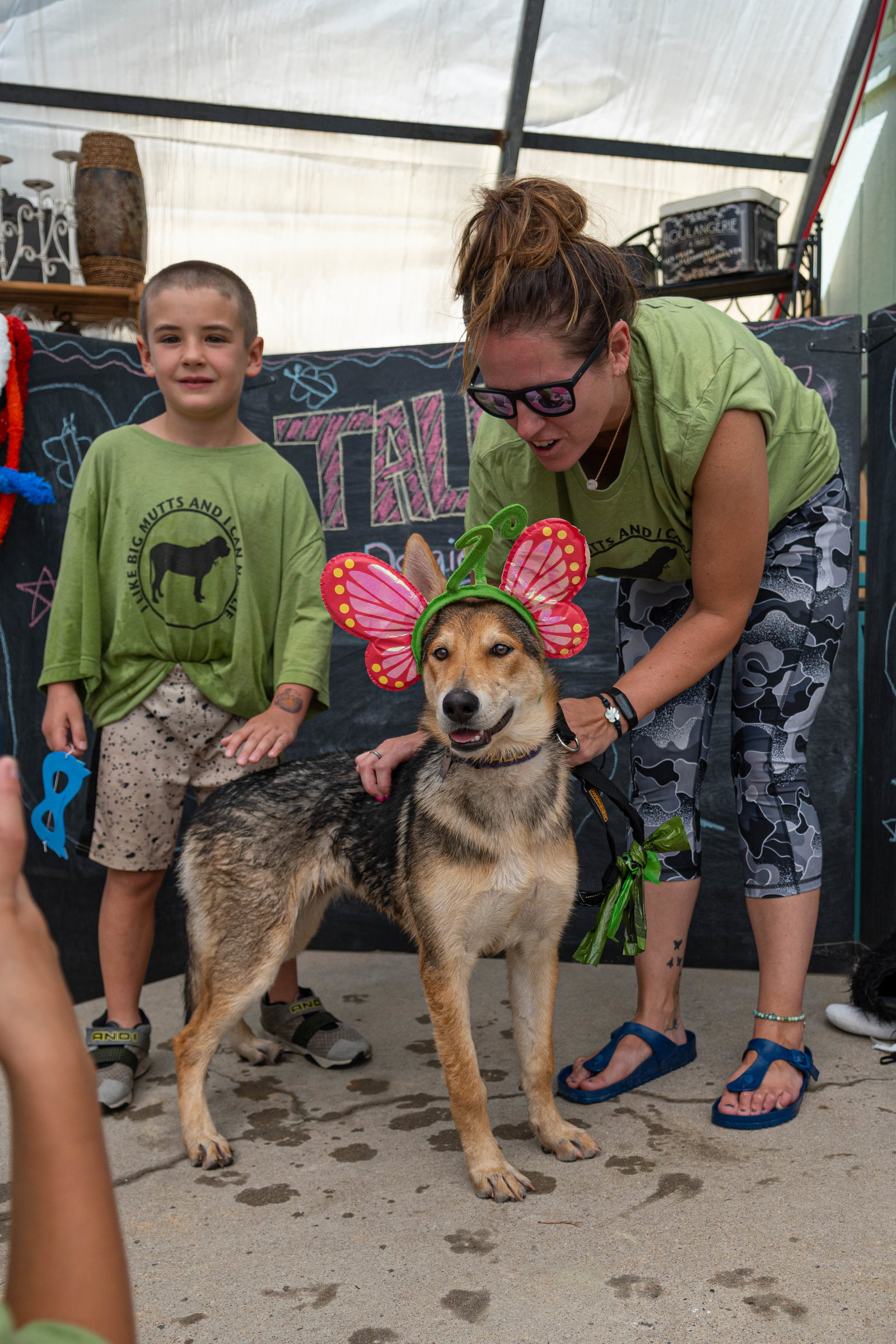 Dog for Adoption - Millie, a German Shepherd Dog in Pueblo, CO | Alpha Paw