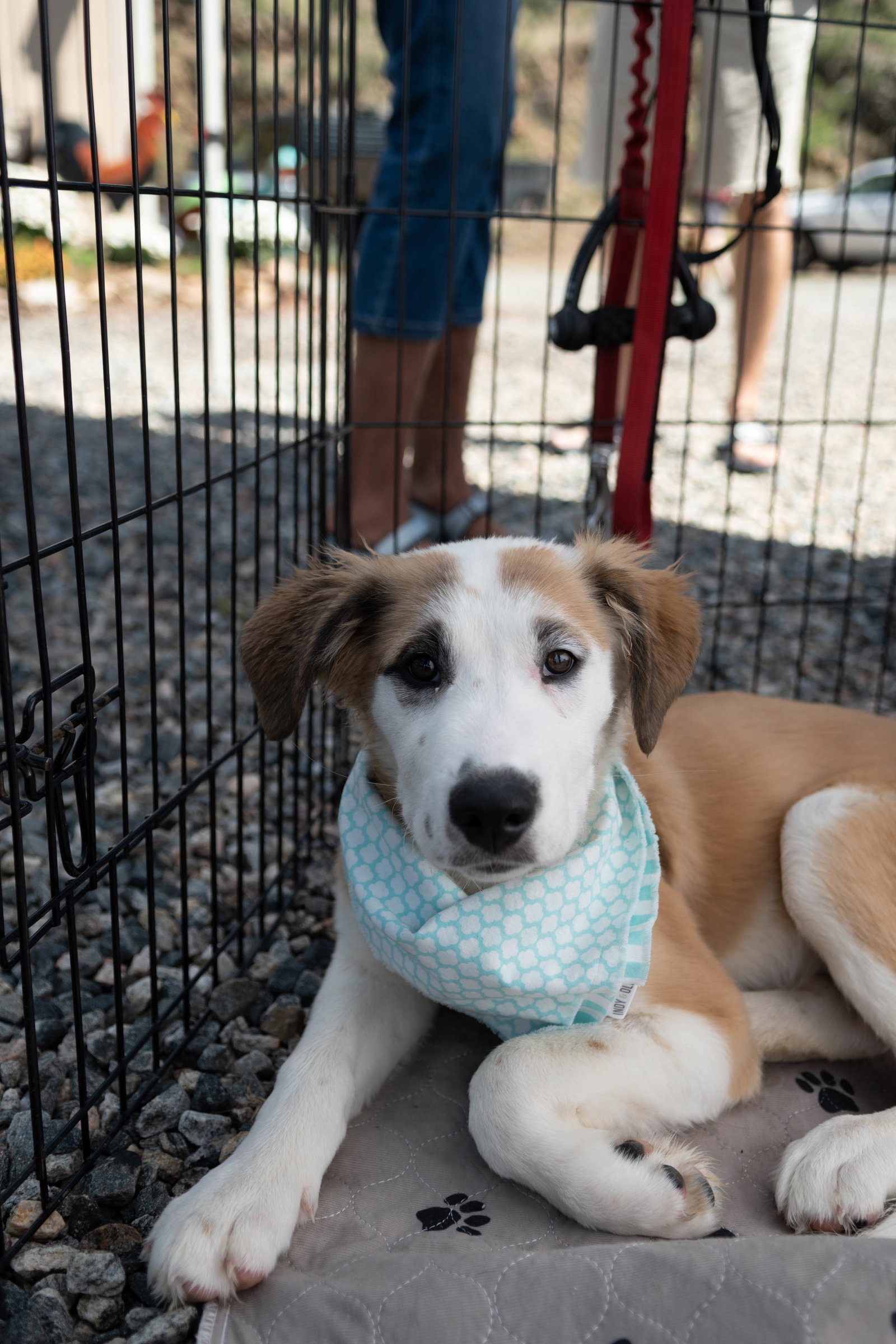 Dog for Adoption - Jeff, a Australian Shepherd in Colorado Springs, CO ...