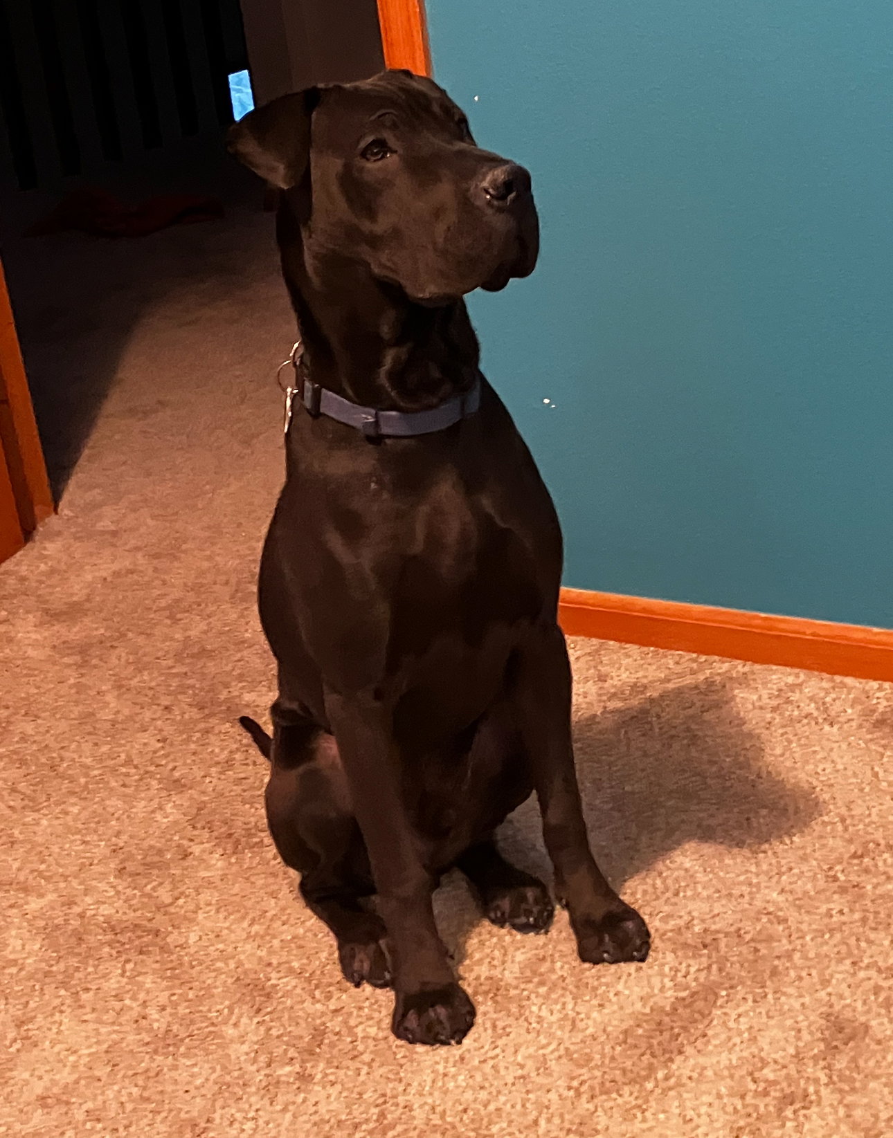 Dog for Adoption - Jerry (aka Jericho), a Labrador Retriever in Frisco ...