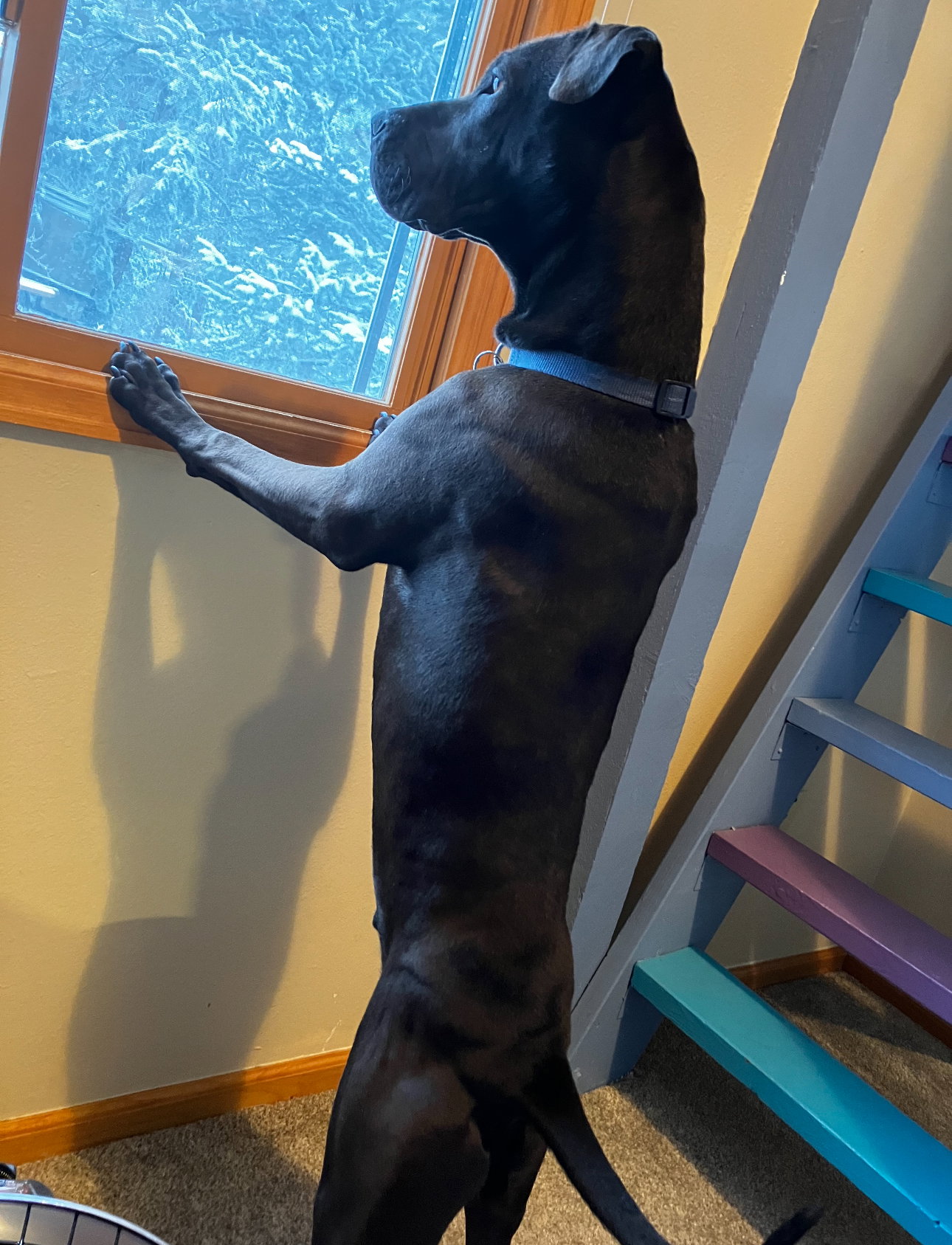 Dog for Adoption - Jerry (aka Jericho), a Labrador Retriever in Gilpin ...