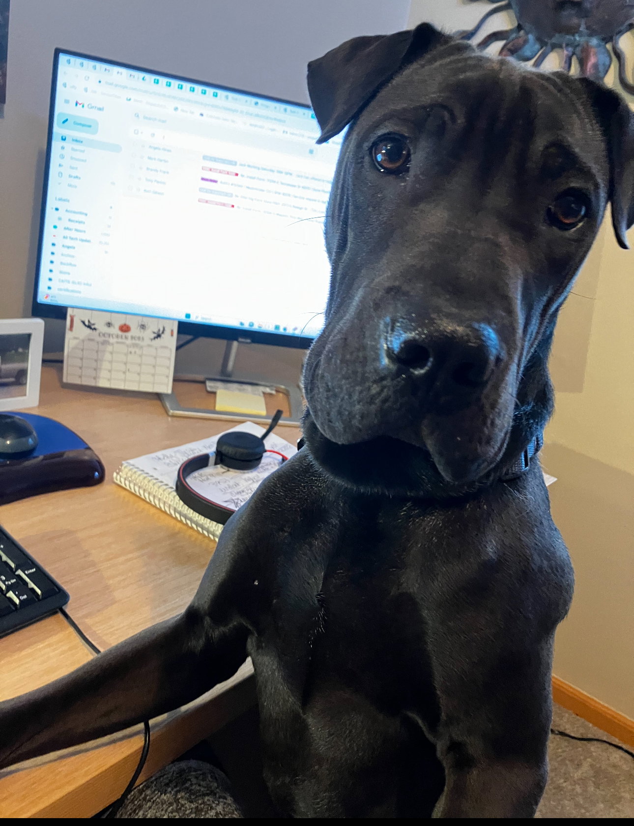 Dog for Adoption - Jerry (aka Jericho), a Labrador Retriever in Gilpin ...