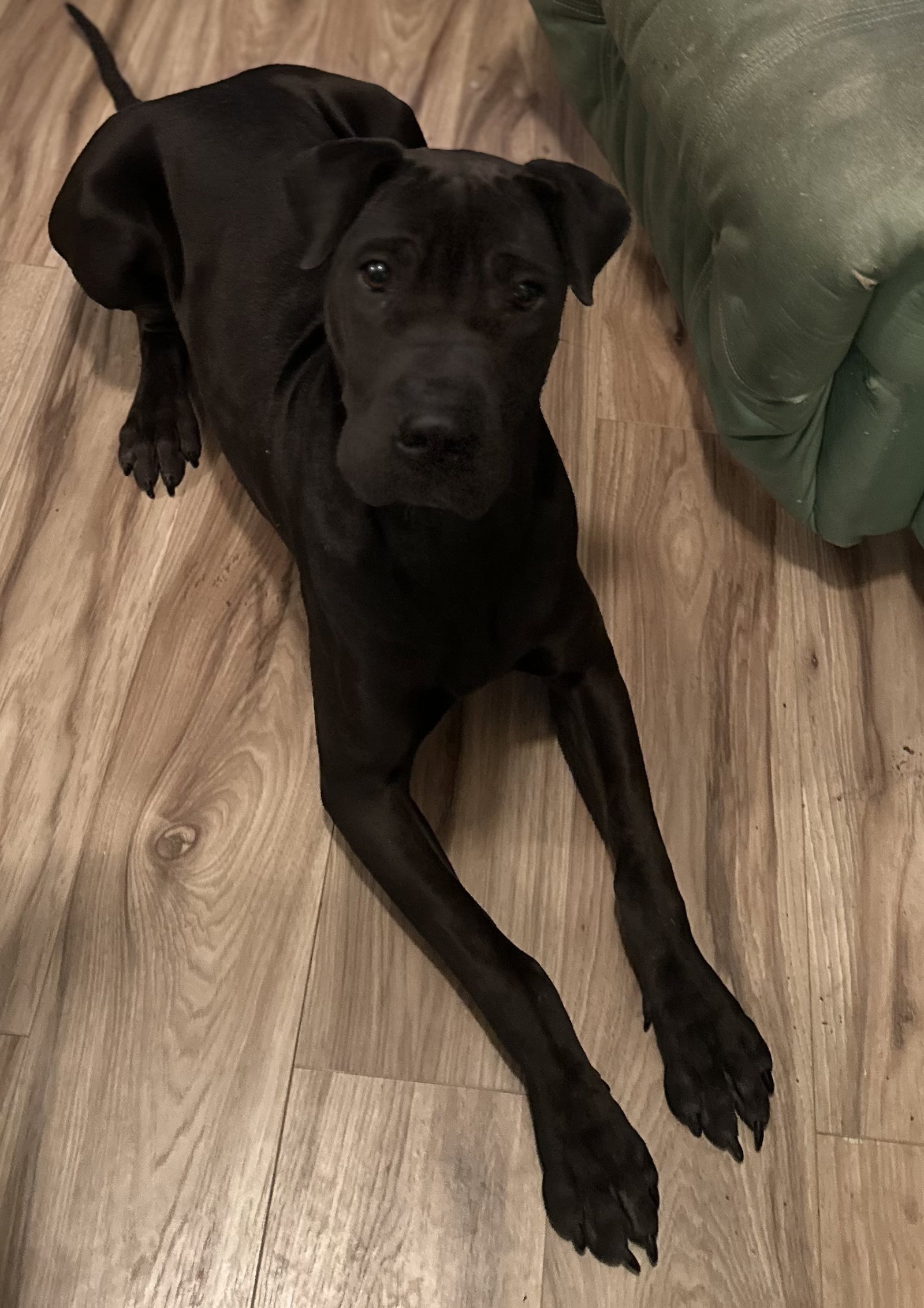 Dog for Adoption - Jerry (aka Jericho), a Labrador Retriever in Gilpin ...