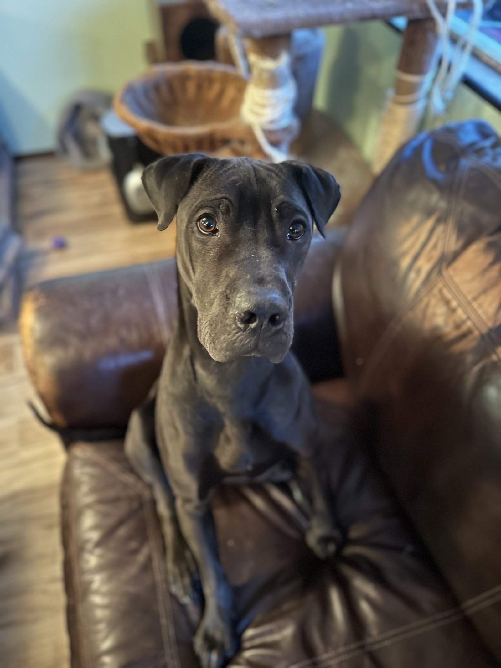 Dog for Adoption - Jerry (aka Jericho), a Labrador Retriever in Gilpin ...