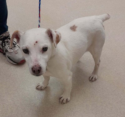 Dog for Adoption - Archie SR. hearing impaired, a Jack Russell Terrier ...