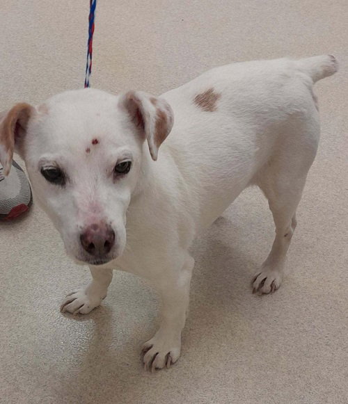 Dog for Adoption - Archie SR. hearing impaired, a Jack Russell Terrier ...