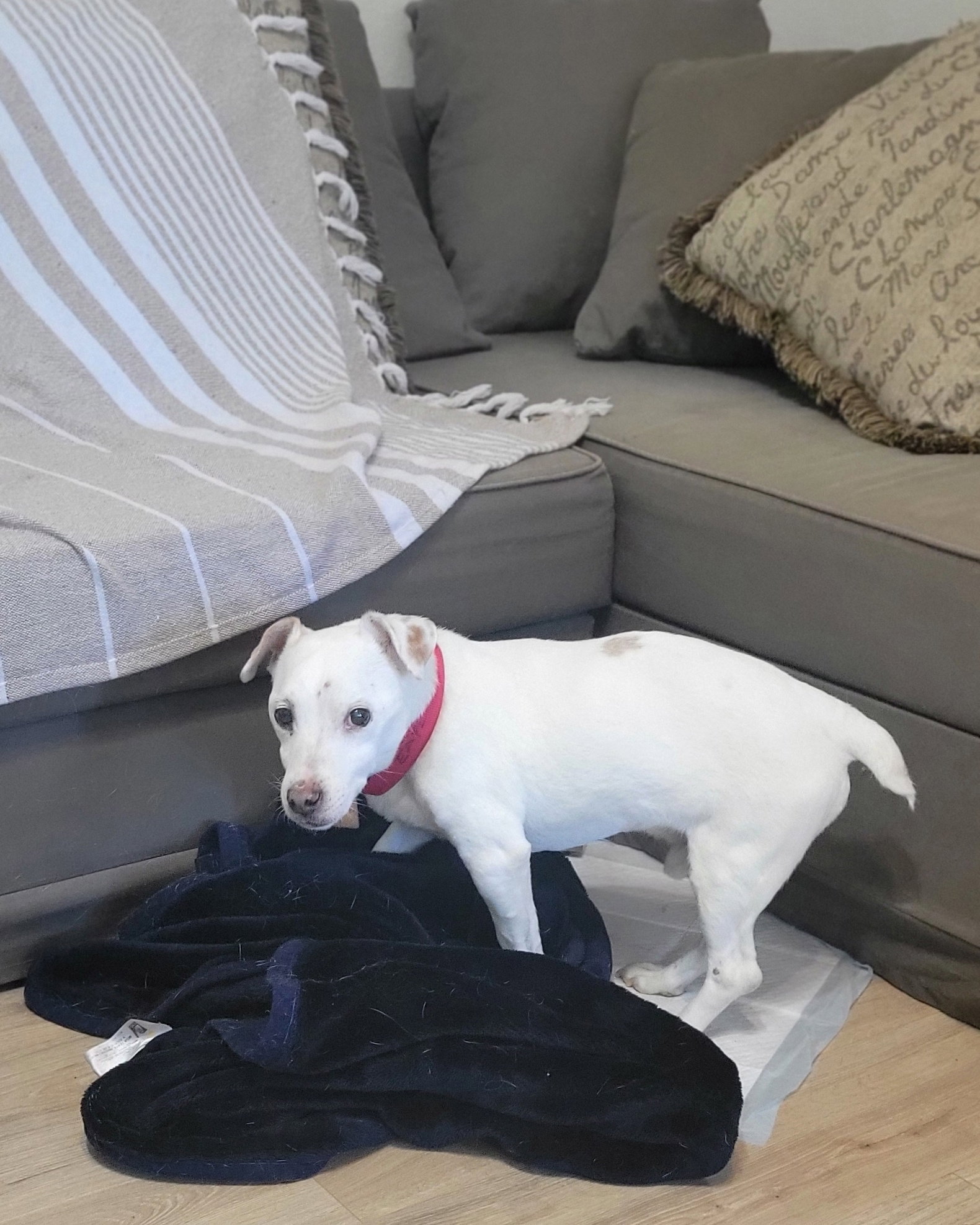 Dog for Adoption - Archie SR., a Jack Russell Terrier in Frisco, CO ...
