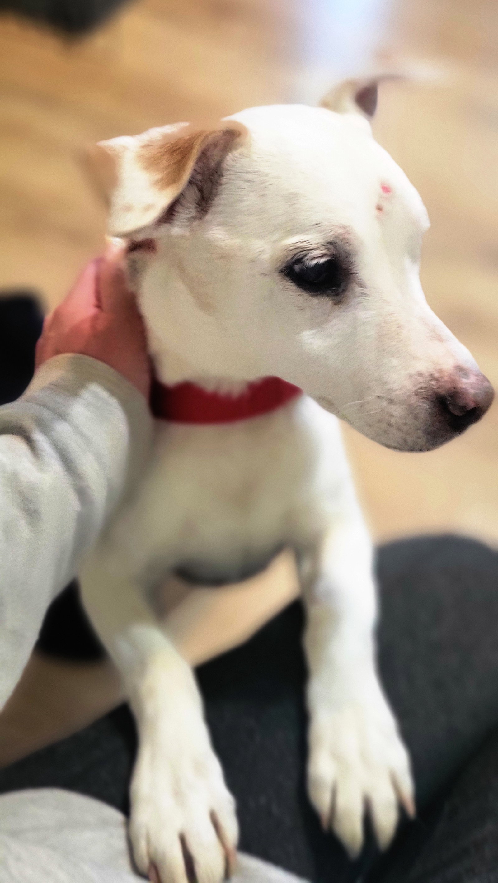 Dog for Adoption - Archie SR., a Jack Russell Terrier in Frisco, CO ...