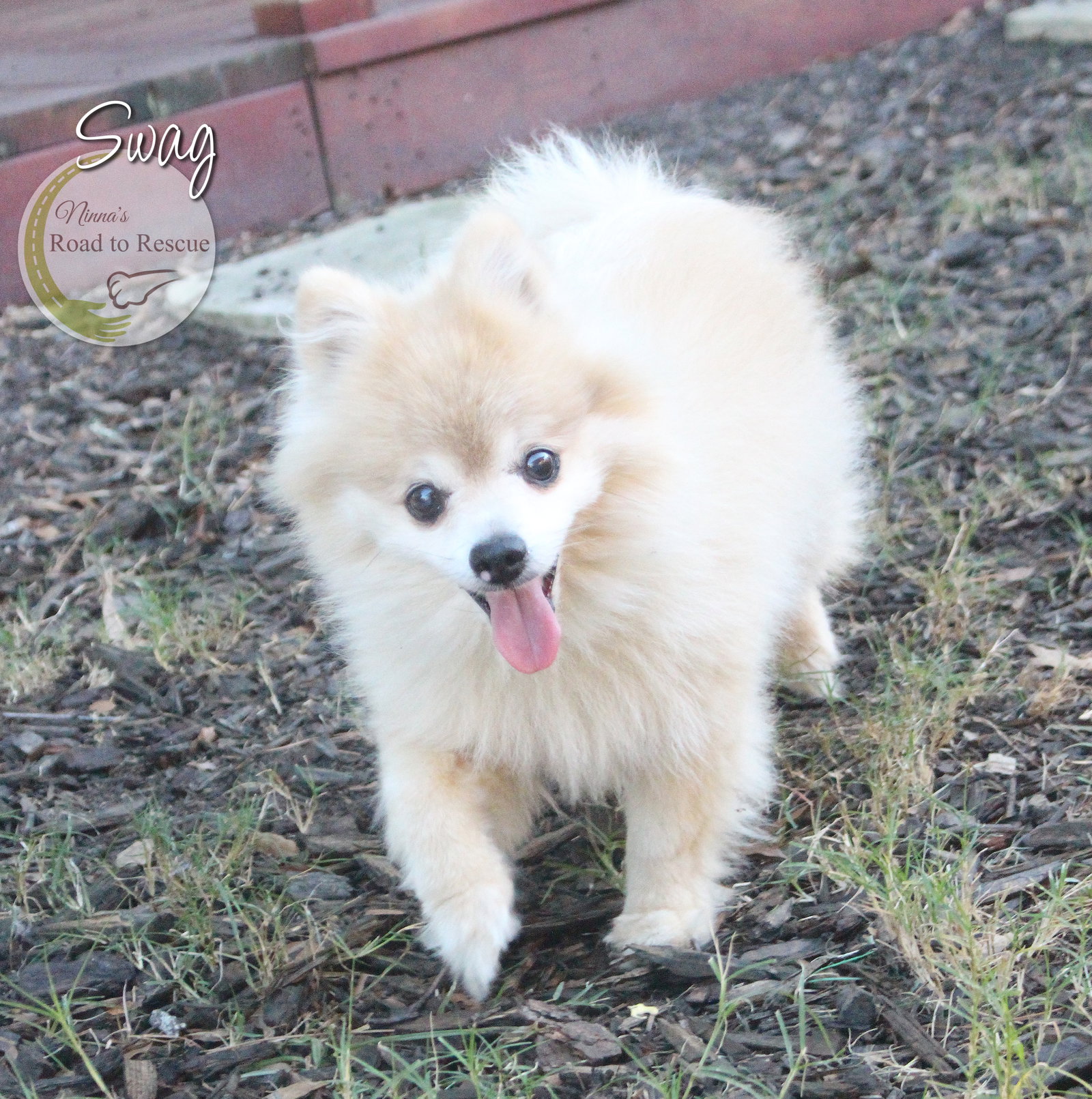 Dog for Adoption - Swag, a Pomeranian in Caddo Parish, LA | Alpha Paw