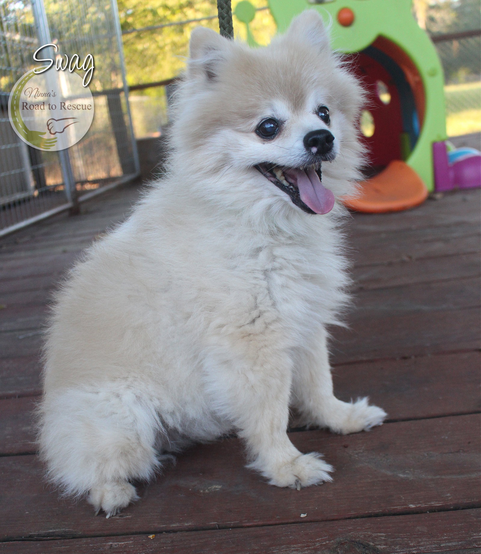 Dog for Adoption - Swag, a Pomeranian in Caddo Parish, LA | Alpha Paw