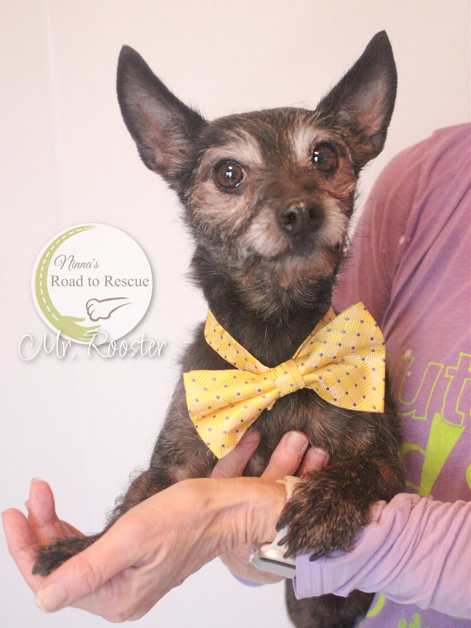 Dog for Adoption - Mr. Rooster, a Yorkshire Terrier Yorkie in Marshall ...