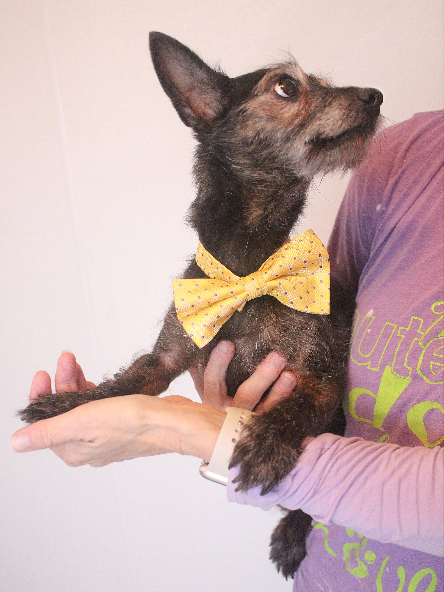 Dog for Adoption - Mr. Rooster, a Yorkshire Terrier Yorkie in Marshall ...