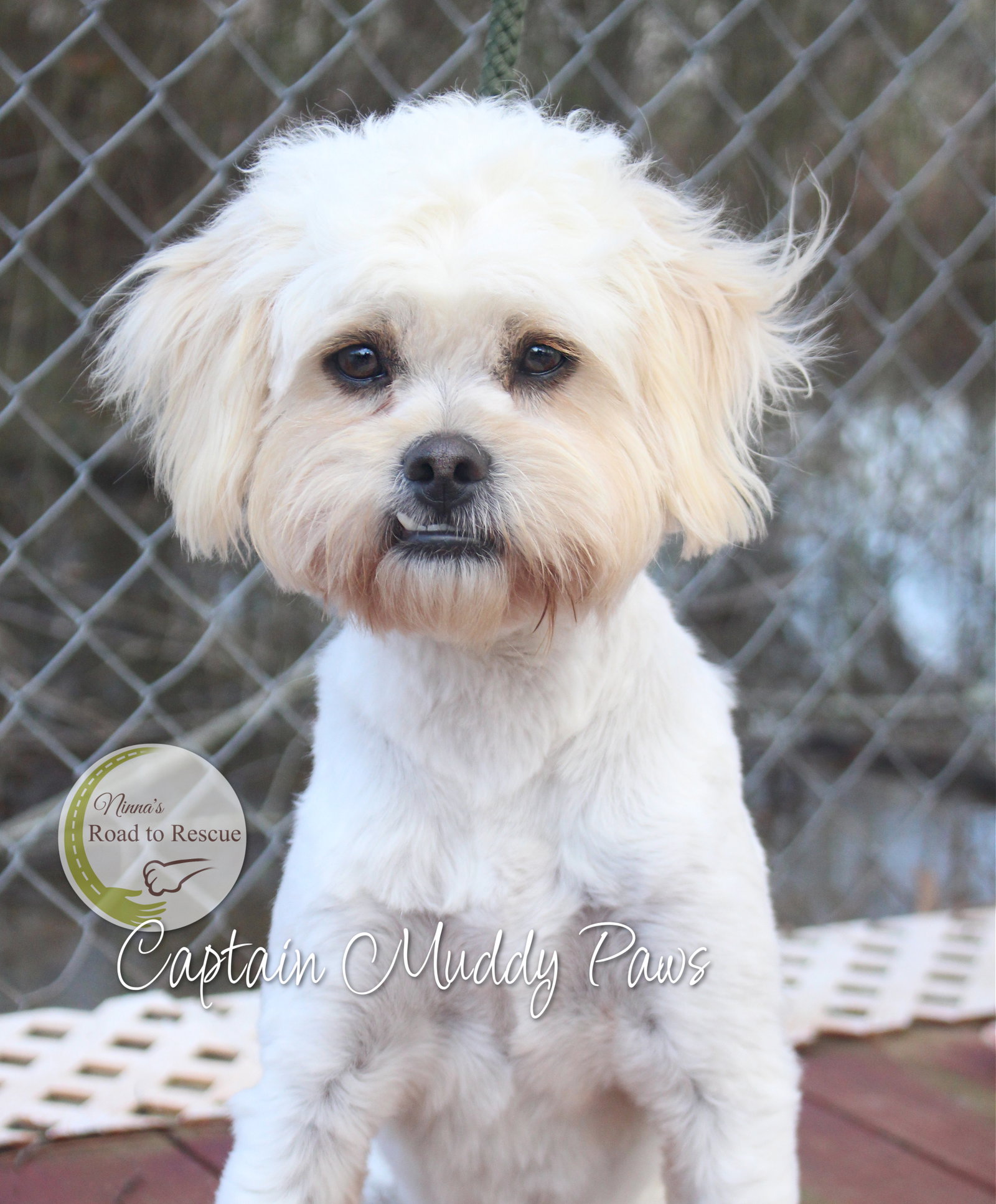 Dog For Adoption Captain Muddy Paws A Poodle Standard In Atlanta