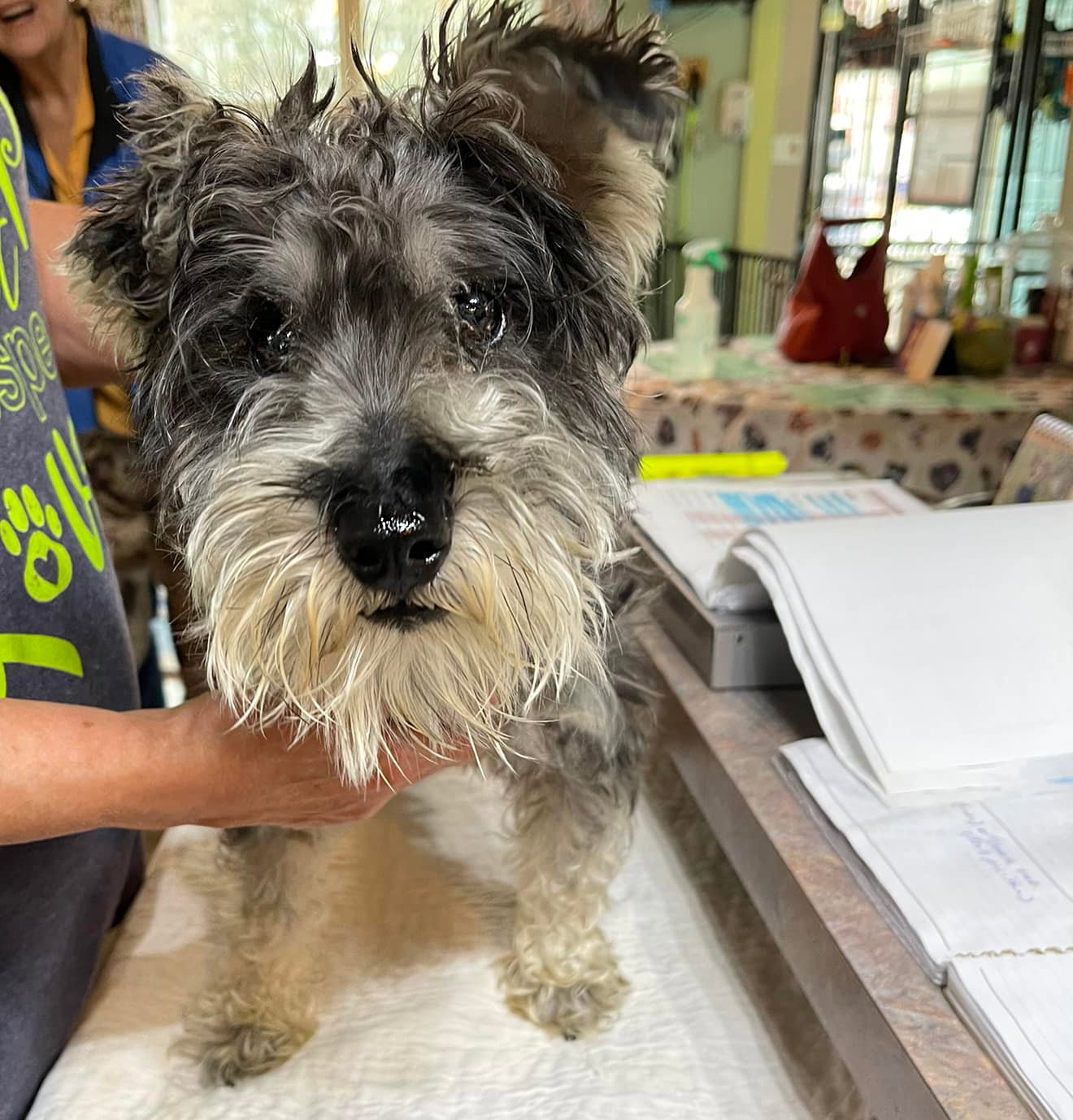 Dog for Adoption - Rodo (NOT YET AVAILABLE), a Schnauzer in Lewisville ...