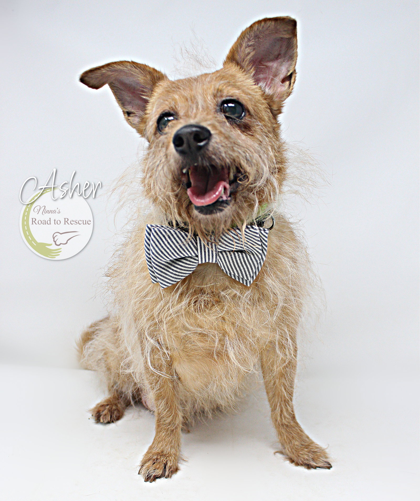 Dog for Adoption - Asher, a Yorkshire Terrier Yorkie in Bossier City ...