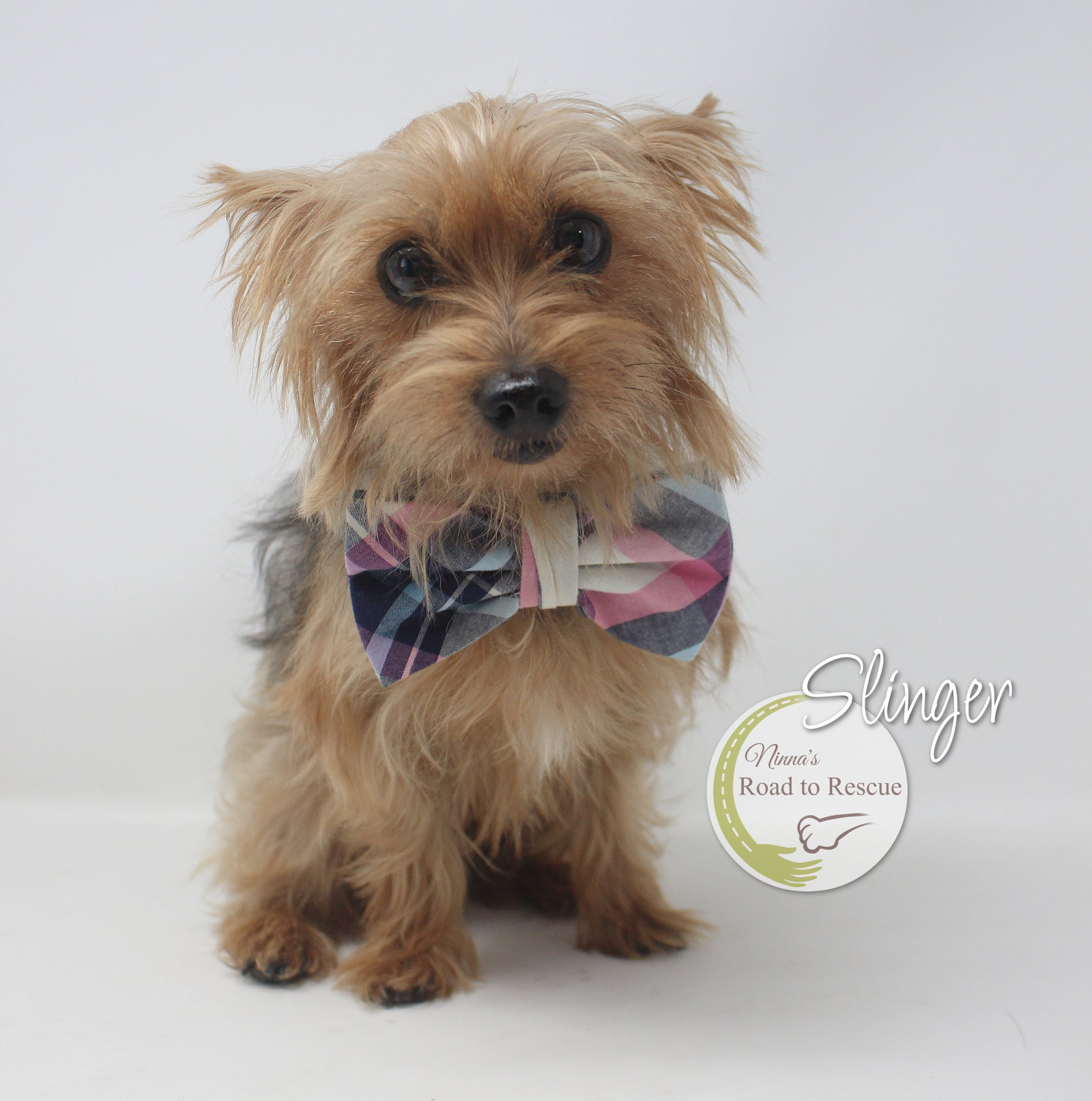 Dog for Adoption - Slinger, a Yorkshire Terrier Yorkie in Mansfield, LA ...