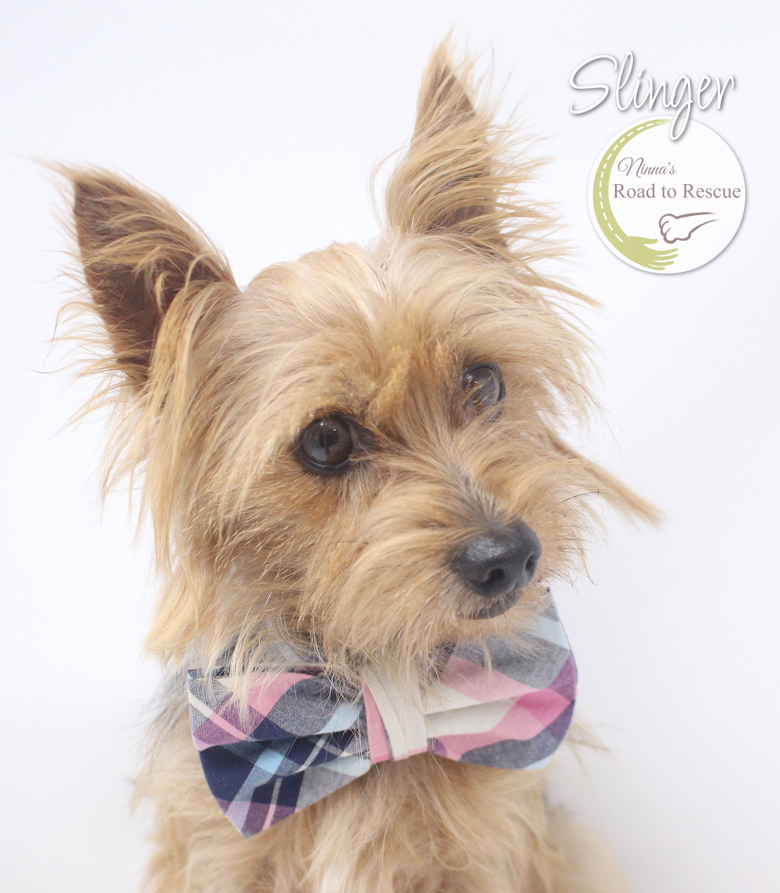 Dog for Adoption - Slinger, a Yorkshire Terrier Yorkie in Mansfield, LA ...