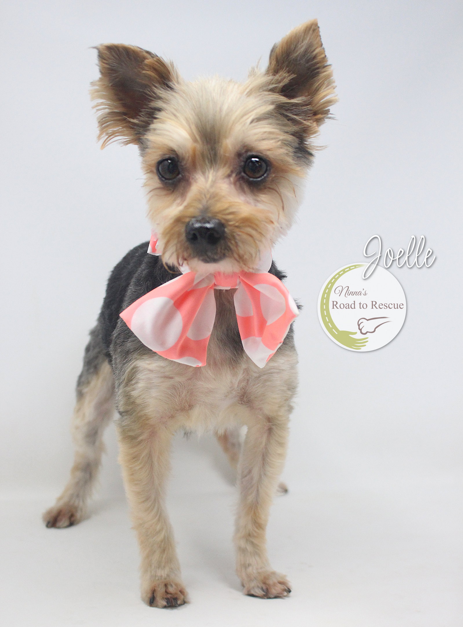Dog for Adoption - Joelle, a Yorkshire Terrier Yorkie in Mansfield, LA ...