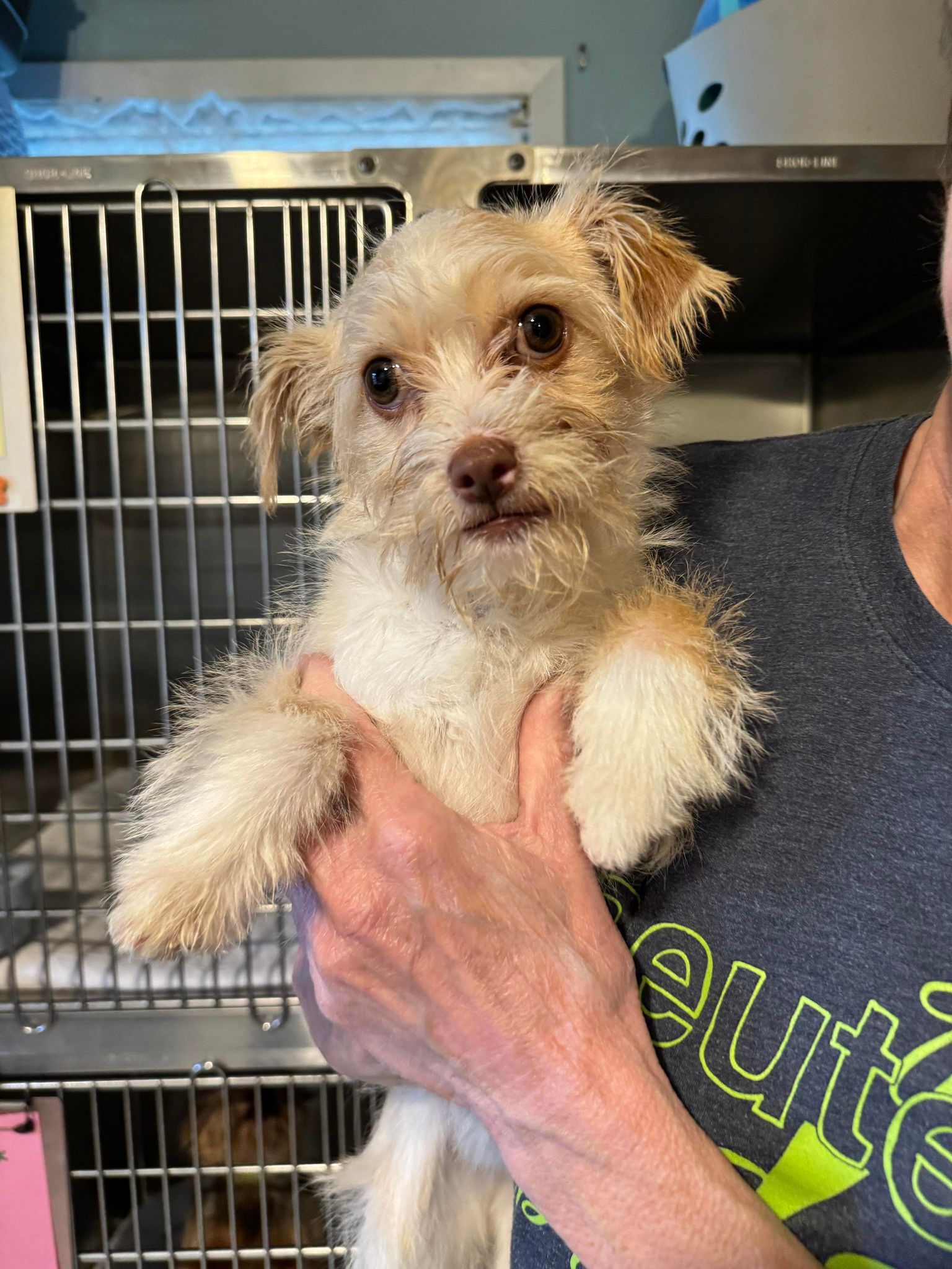 Dog for Adoption - Meriweather, a Yorkshire Terrier Yorkie in Jefferson ...