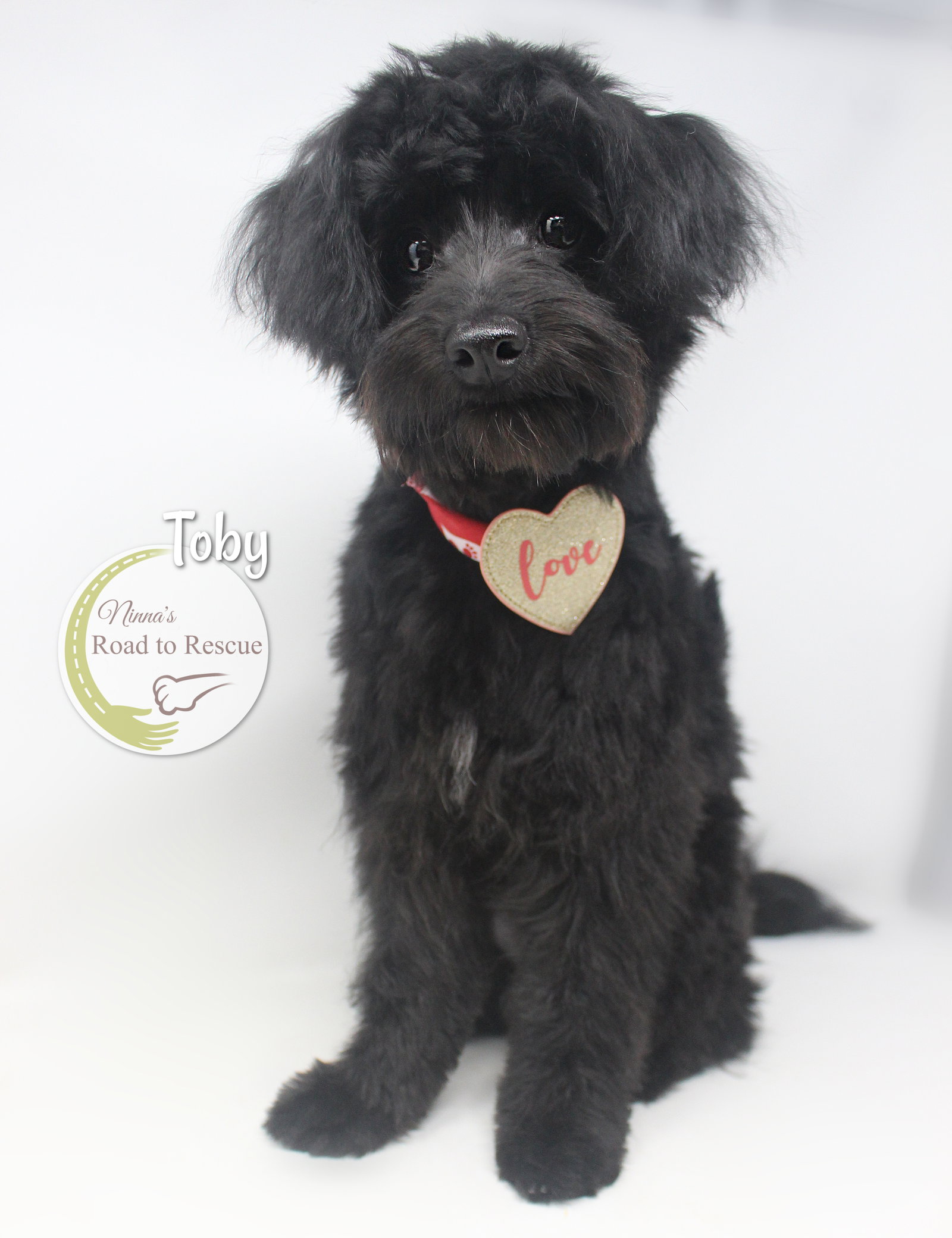Dog for Adoption - Toby, a Poodle (Miniature) in Haughton, LA | Alpha Paw