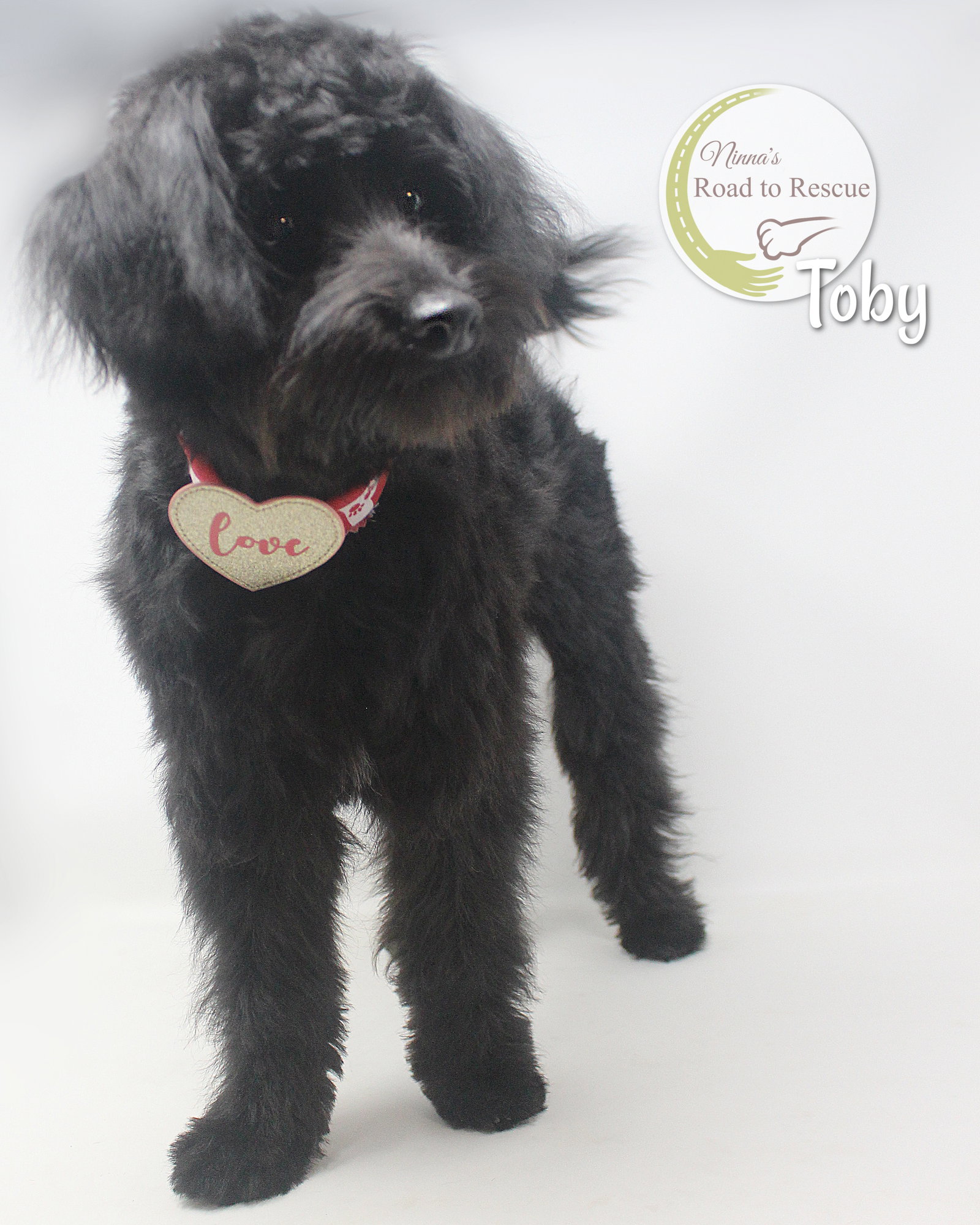 Dog for Adoption - Toby, a Poodle (Miniature) in Haughton, LA | Alpha Paw