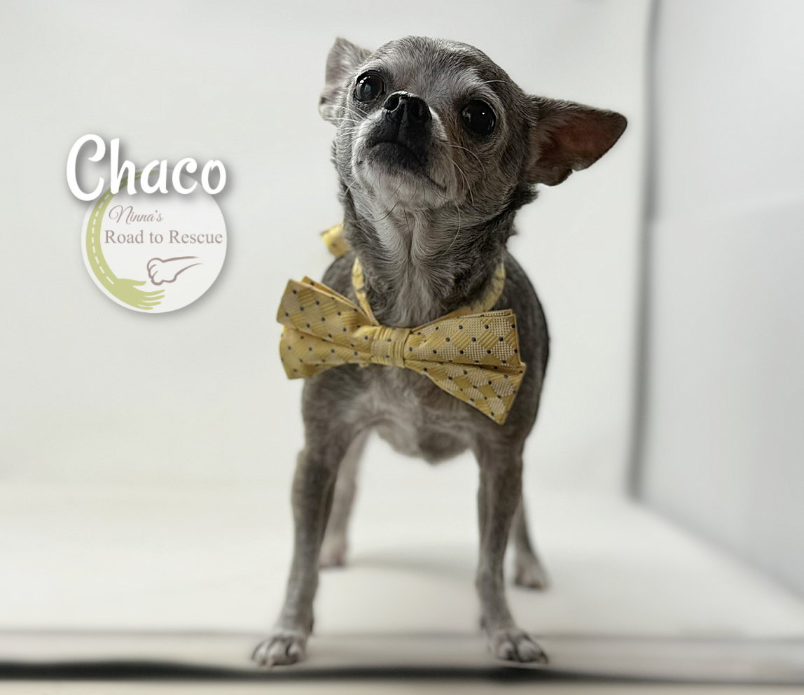 Dog for Adoption - Chaco, a Chihuahua in Bossier City, LA | Alpha Paw