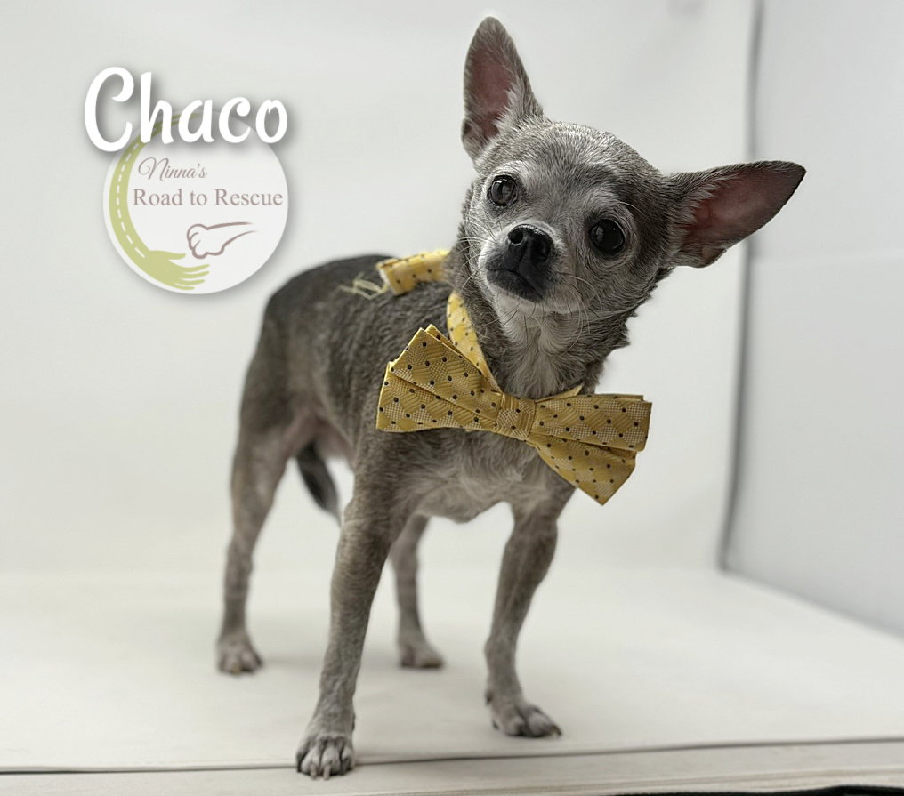 Dog for Adoption - Chaco, a Chihuahua in Bossier City, LA | Alpha Paw