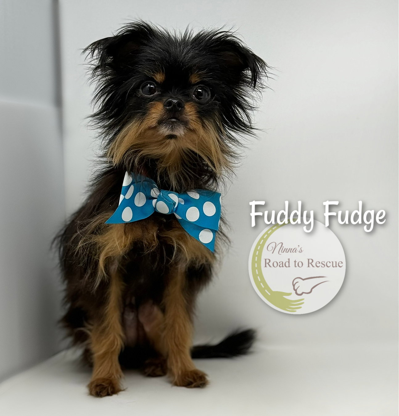 Dog for Adoption - Fuddy Fudge, a Yorkshire Terrier Yorkie in Jefferson ...