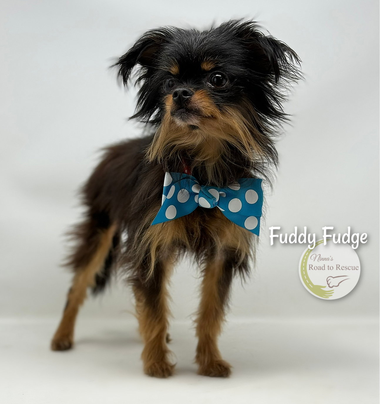 Dog for Adoption - Fuddy Fudge, a Yorkshire Terrier Yorkie in Jefferson ...