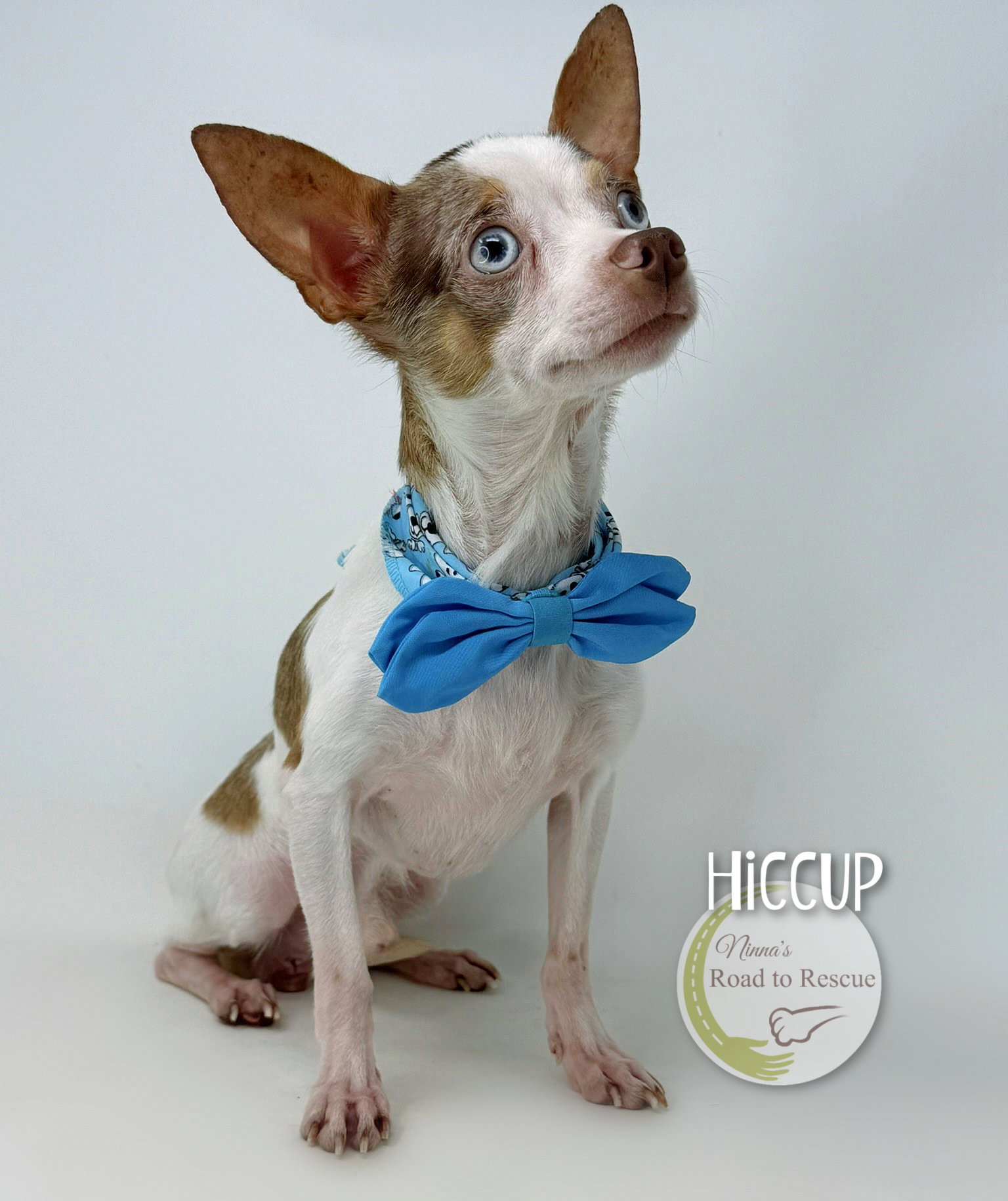 Dog for Adoption - Hiccup, a Chihuahua in Shreveport, LA | Alpha Paw