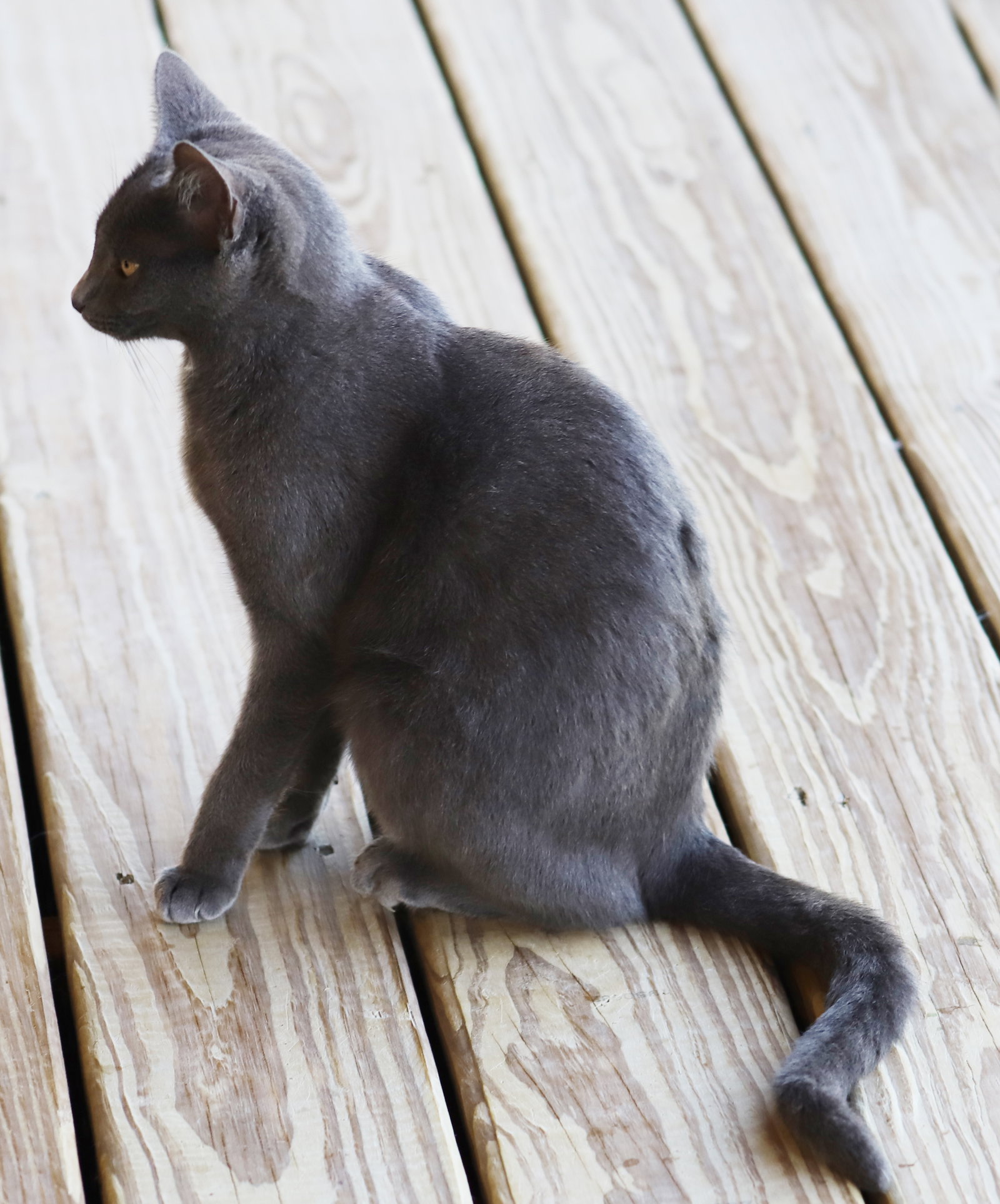 Cats for Adoption in Naples, Florida | Alpha Paw