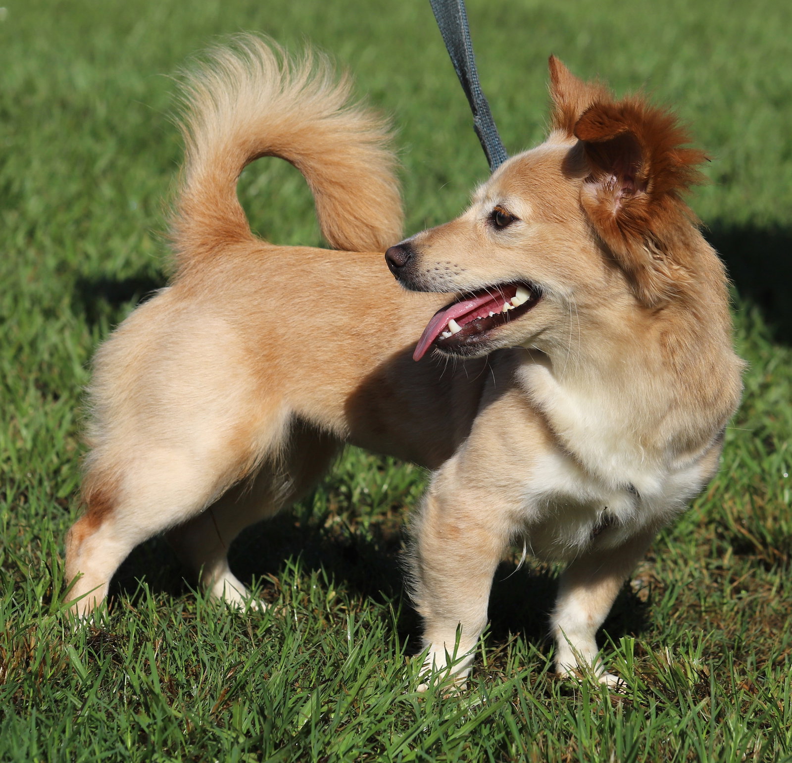Dog for Adoption - Calliope, a Dachshund in Naples, FL | Alpha Paw