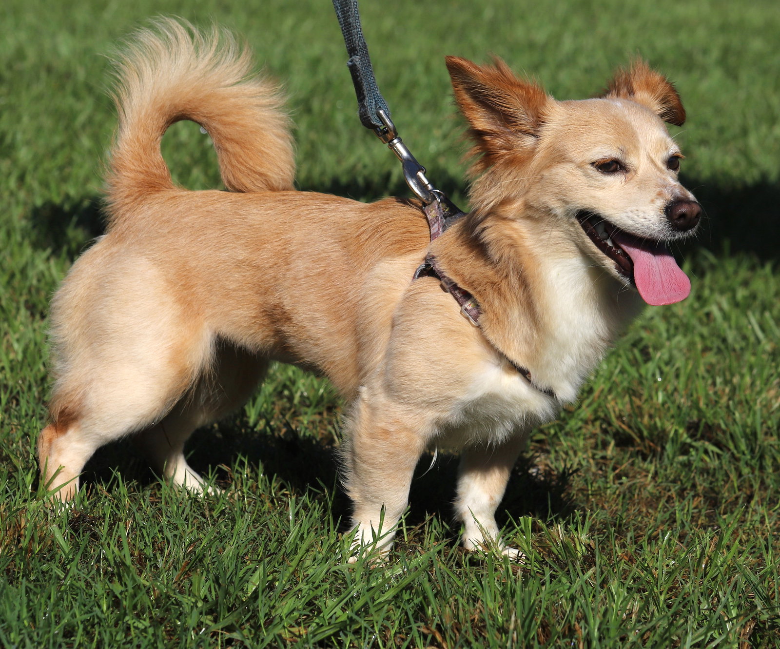 Dog for Adoption - Calliope, a Dachshund in Naples, FL | Alpha Paw