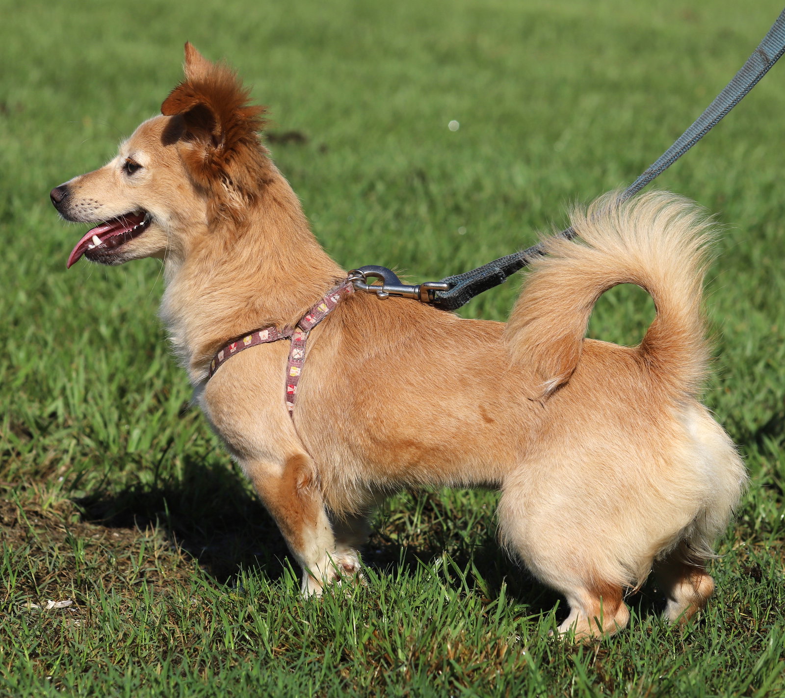 Dog for Adoption - Calliope, a Dachshund in Naples, FL | Alpha Paw