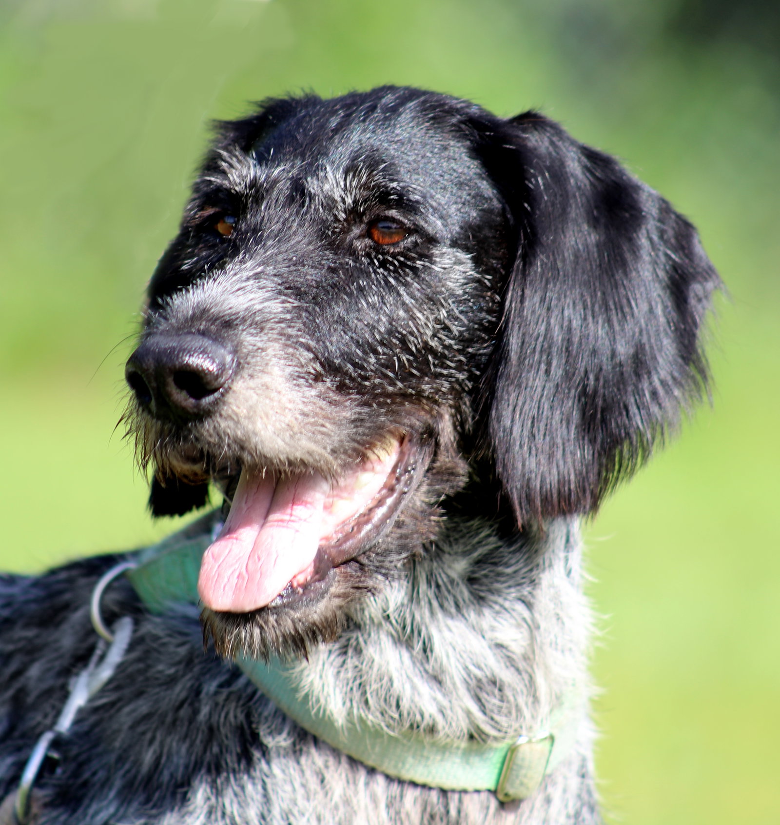 Dog for Adoption - Ellise, a German Wirehaired Pointer in Naples, FL ...