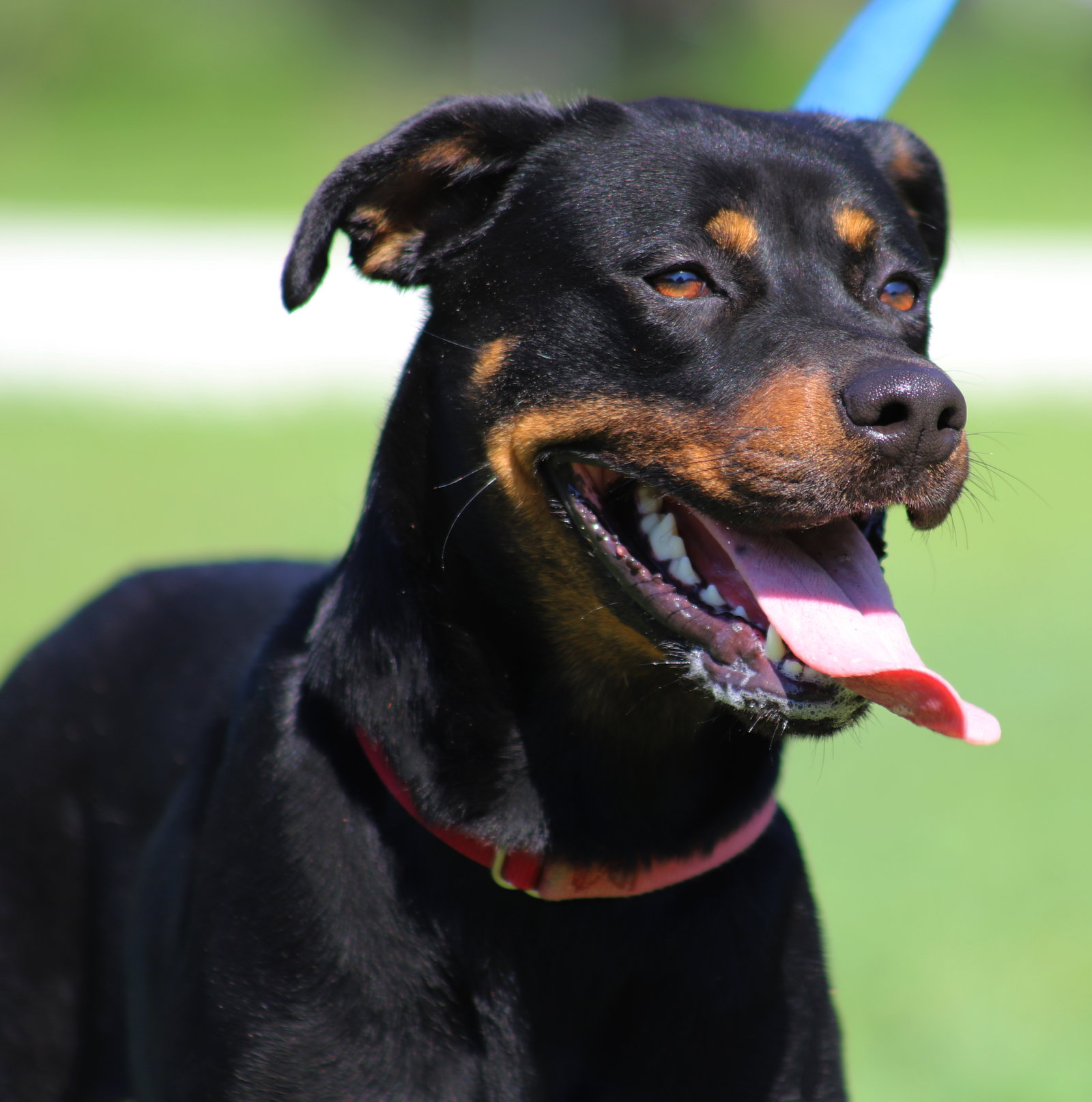 Dog for Adoption - Ella, a Doberman Pinscher in Punta Gorda Isles, FL ...