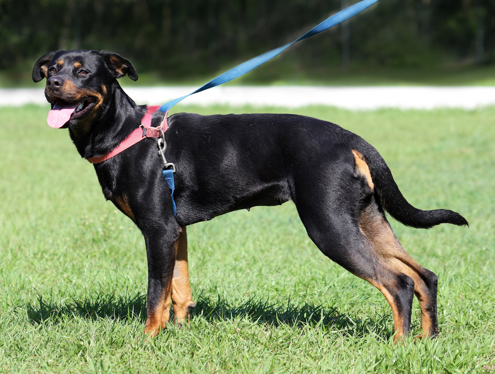 Dog for Adoption - Ella, a Doberman Pinscher in Punta Gorda Isles, FL ...