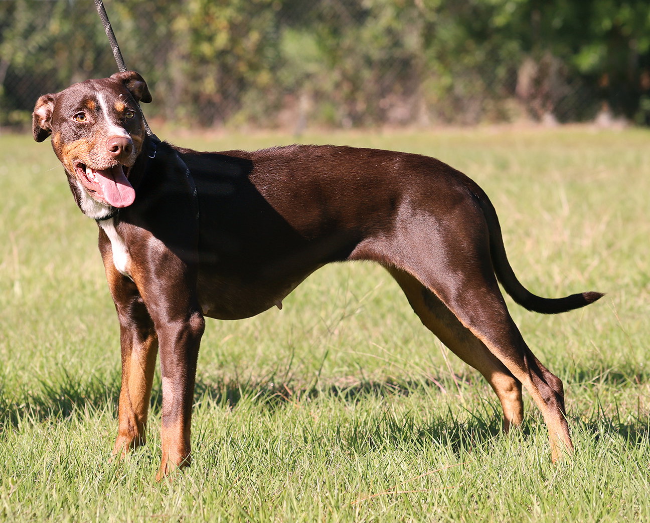 Dog for Adoption - Sassafras, a Hound in Manasota Key, FL | Alpha Paw