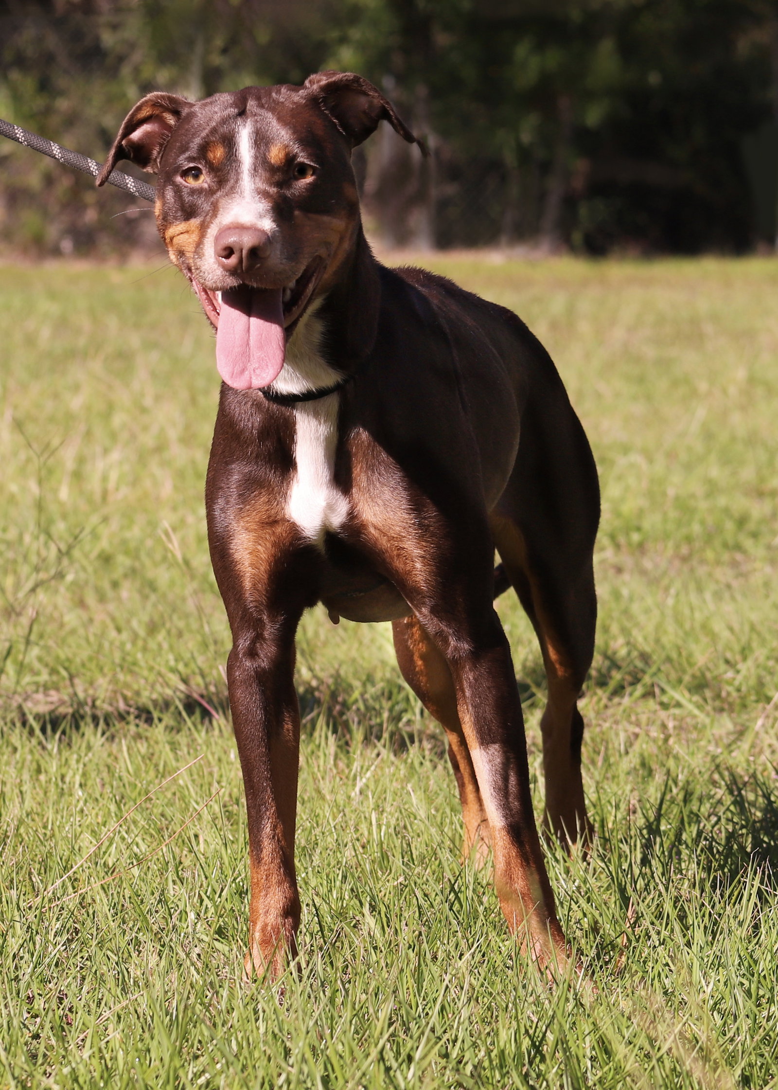Dog for Adoption - Sassafras, a Hound in Naples, FL | Alpha Paw