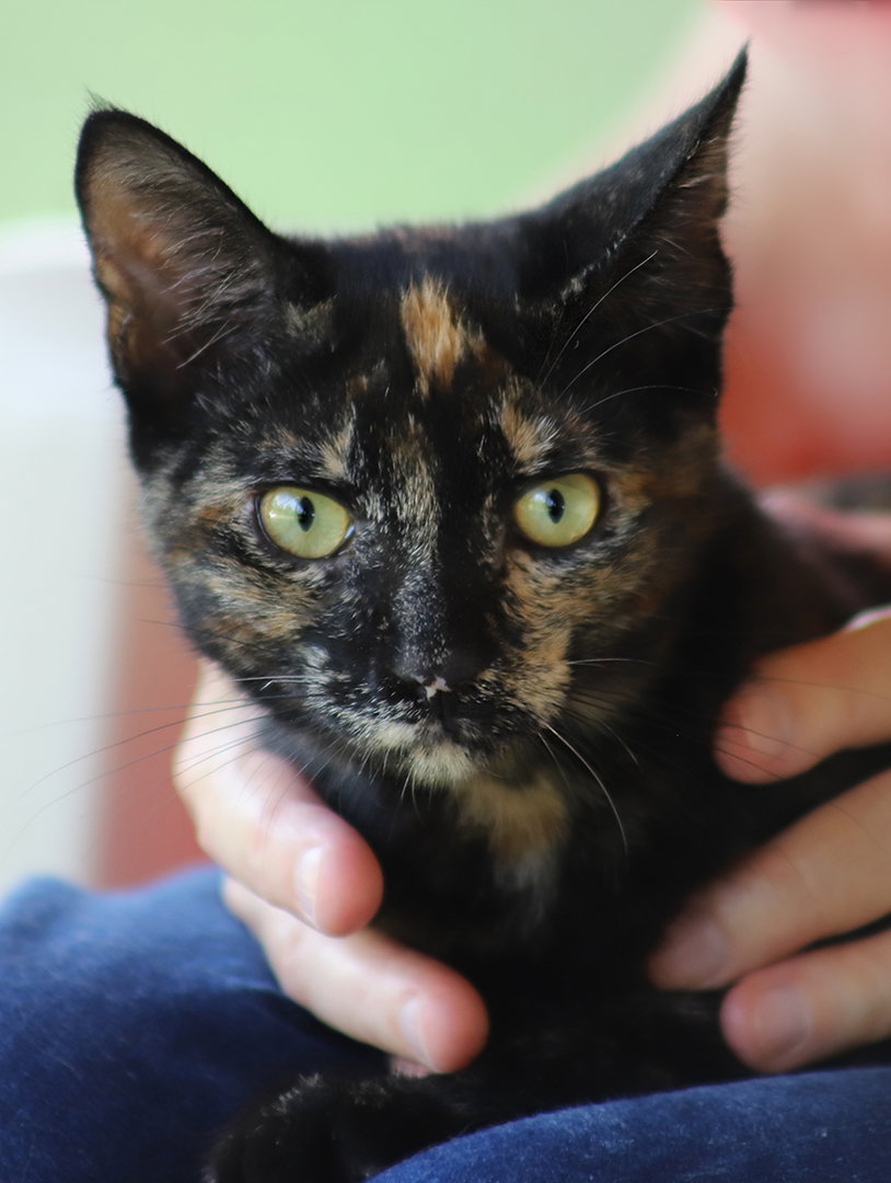 Cats for Adoption in Naples, Florida | Alpha Paw