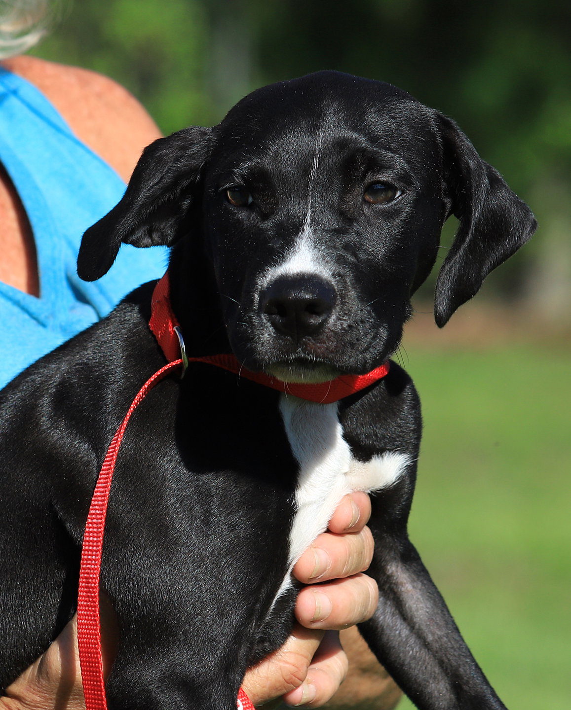 Dog for Adoption - Desiree, a Black Mouth Cur in Pine Island Center, FL ...