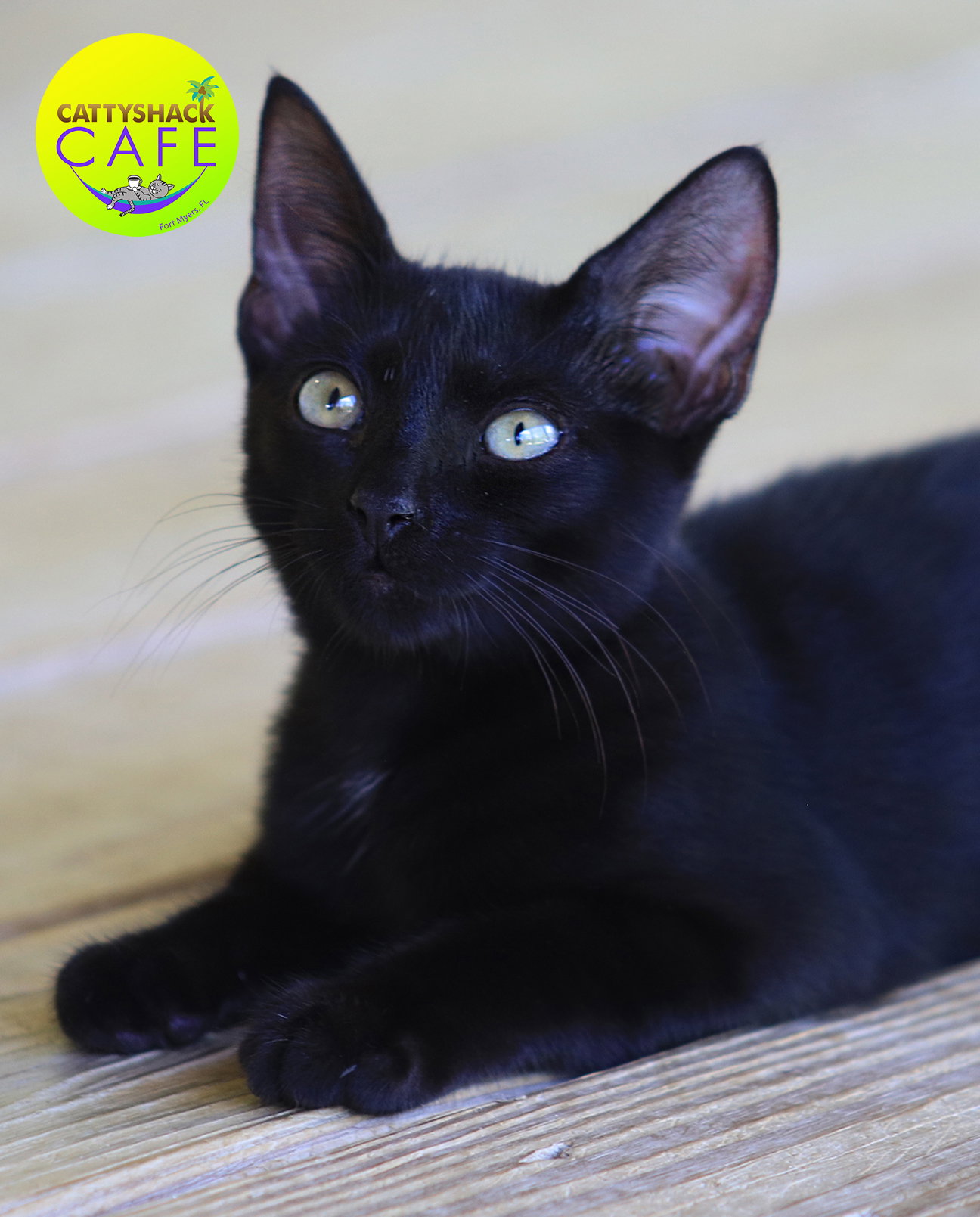 Cat adoption in North Fort Myers, FL 33917: Domestic Short Hair Cat "AI ...