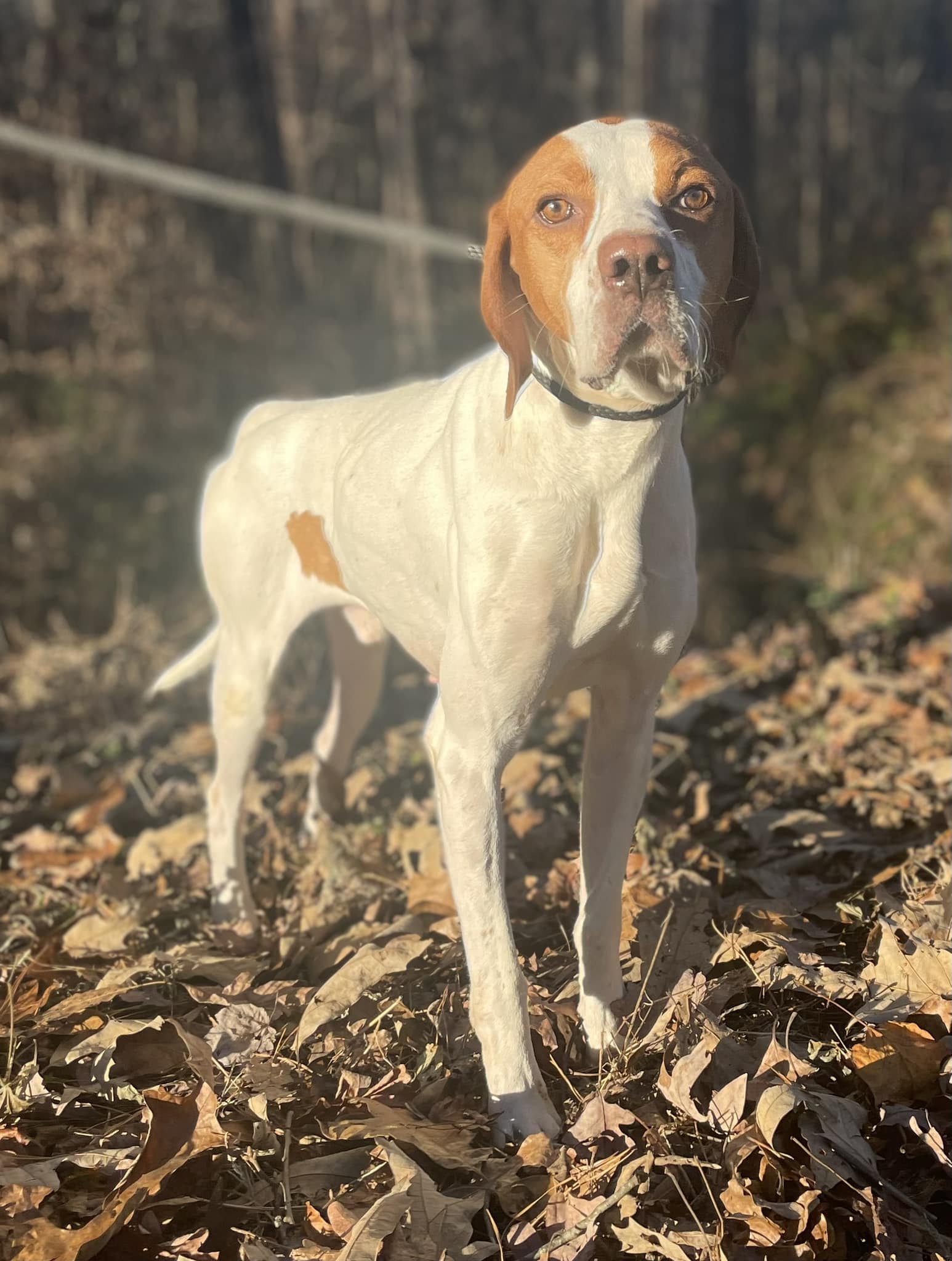 Dog for Adoption - Wes, a Pointer in Danielsville, GA | Alpha Paw