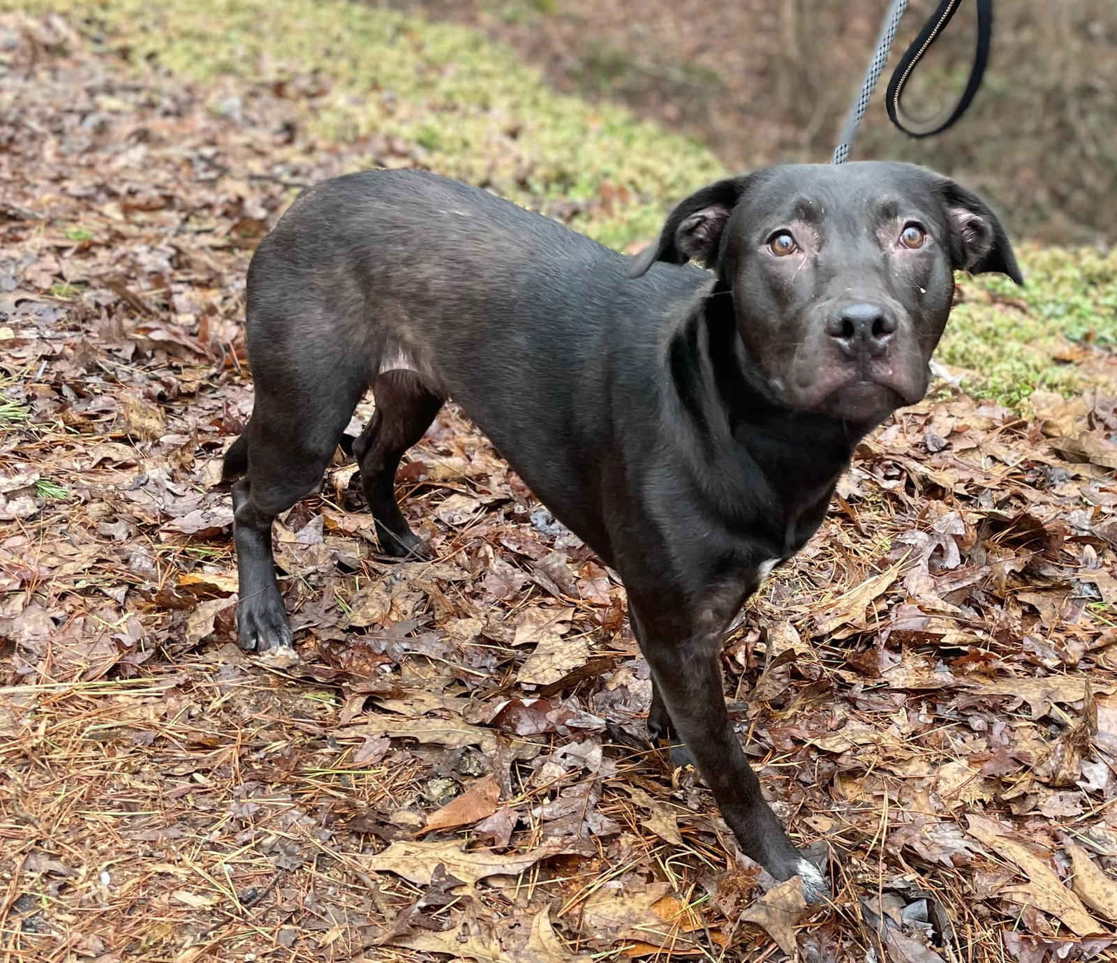 Dog for Adoption - Calipso, a Retriever in Hartwell, GA | Alpha Paw
