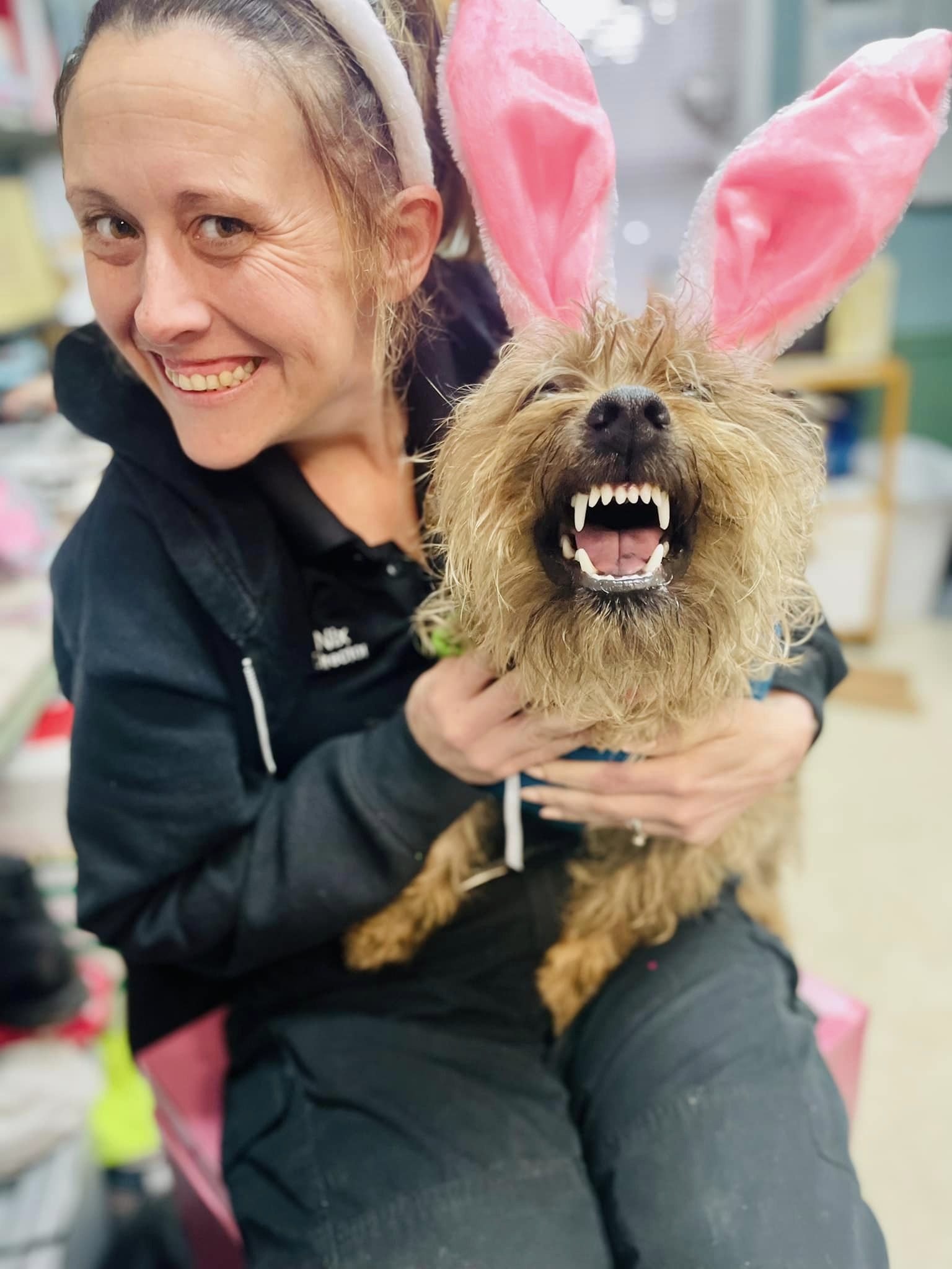 Dog for Adoption - Angry Toto: Rescue Only, a Terrier in Habersham ...