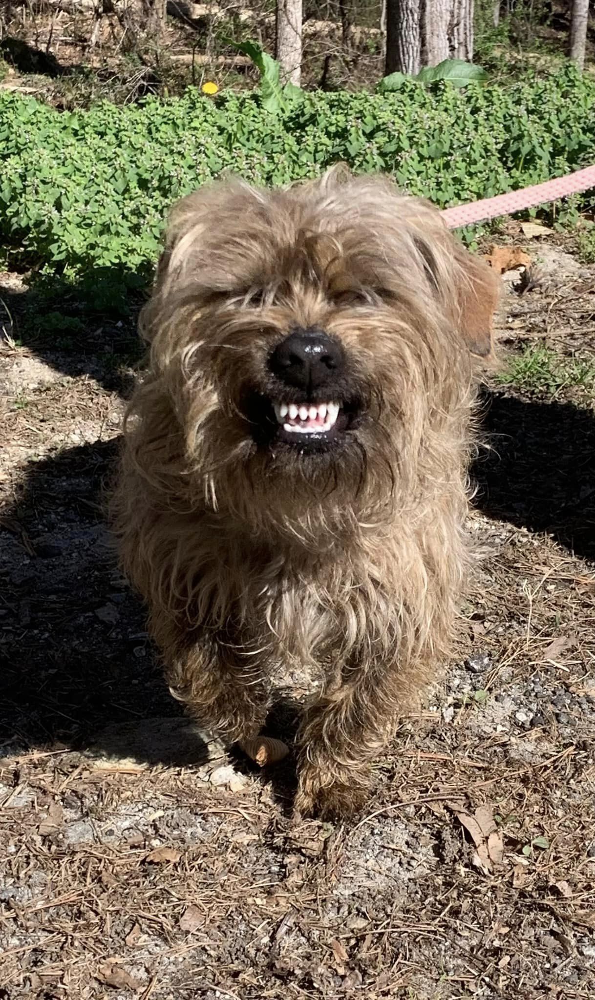 Dog for Adoption - Angry Toto: Rescue Only, a Terrier in Habersham ...