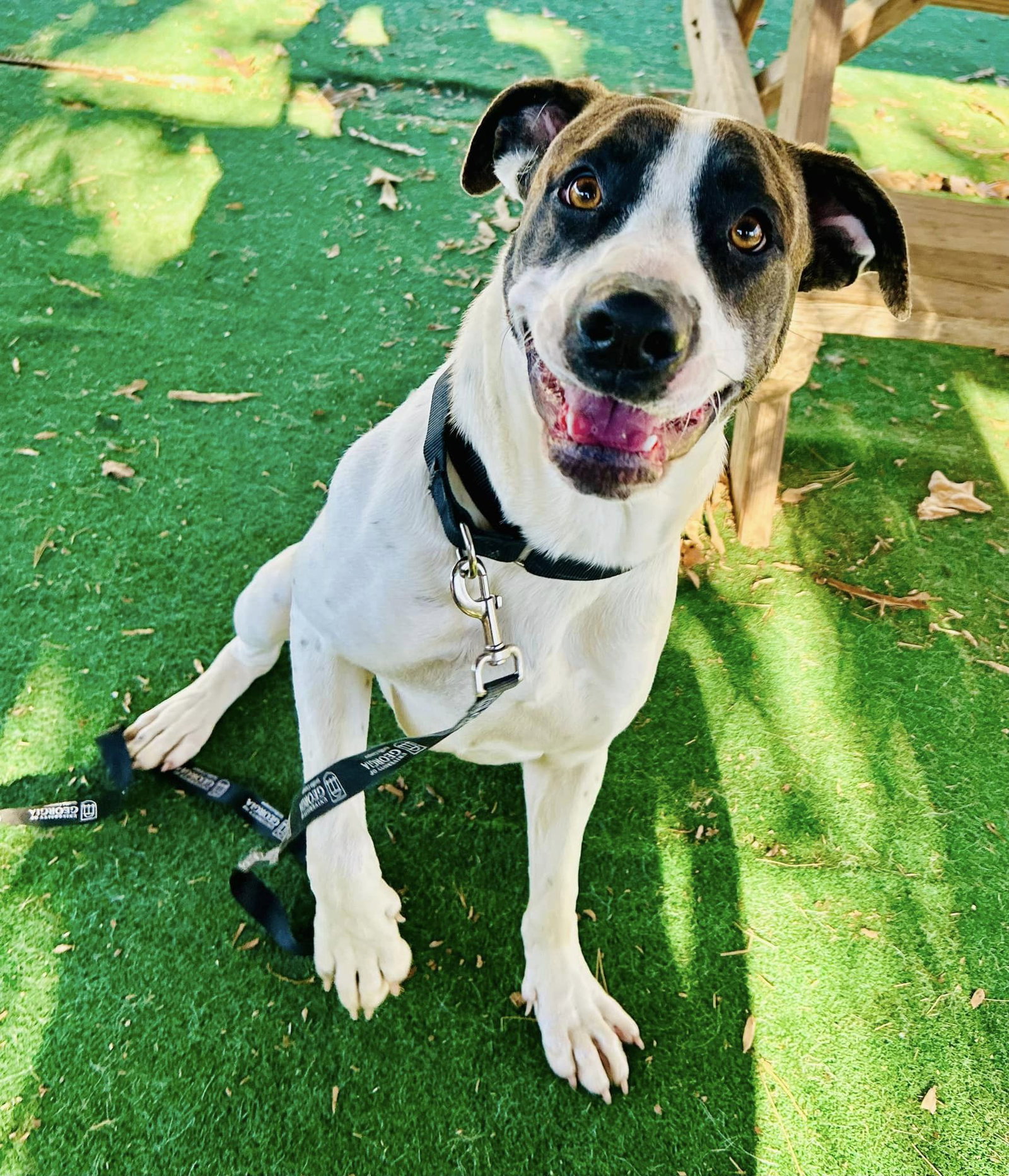 Dog for Adoption - Paige, a Boxer in Robbinsville, NC | Alpha Paw