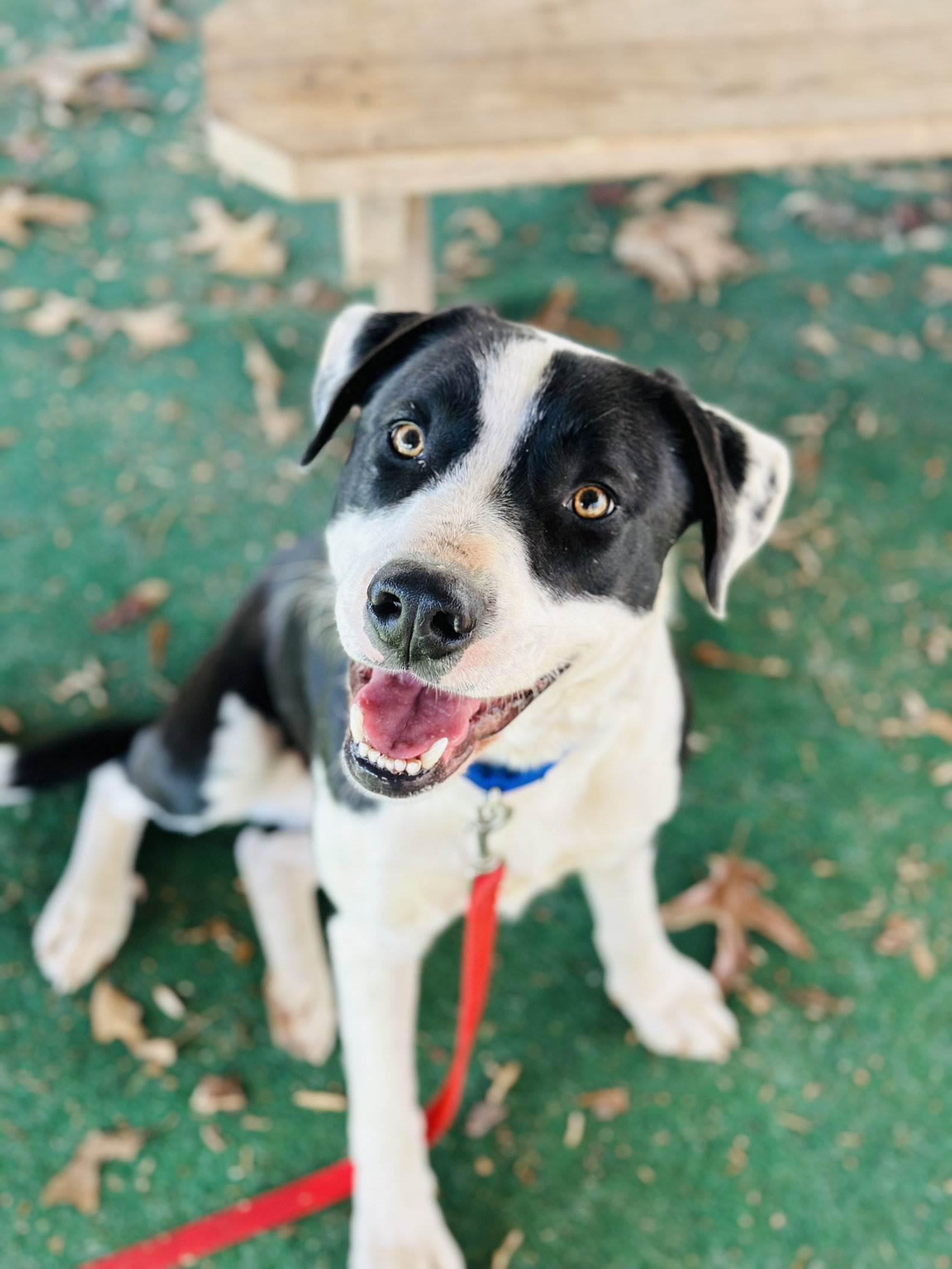 Dog for Adoption - Steve, a Border Collie in Jackson County, GA | Alpha Paw