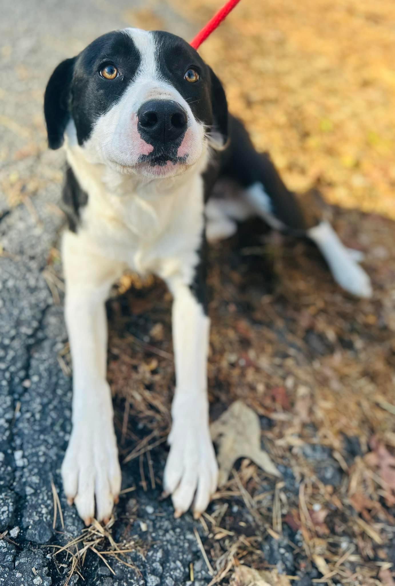 Dog for Adoption - Steve, a Border Collie in Jackson County, GA | Alpha Paw