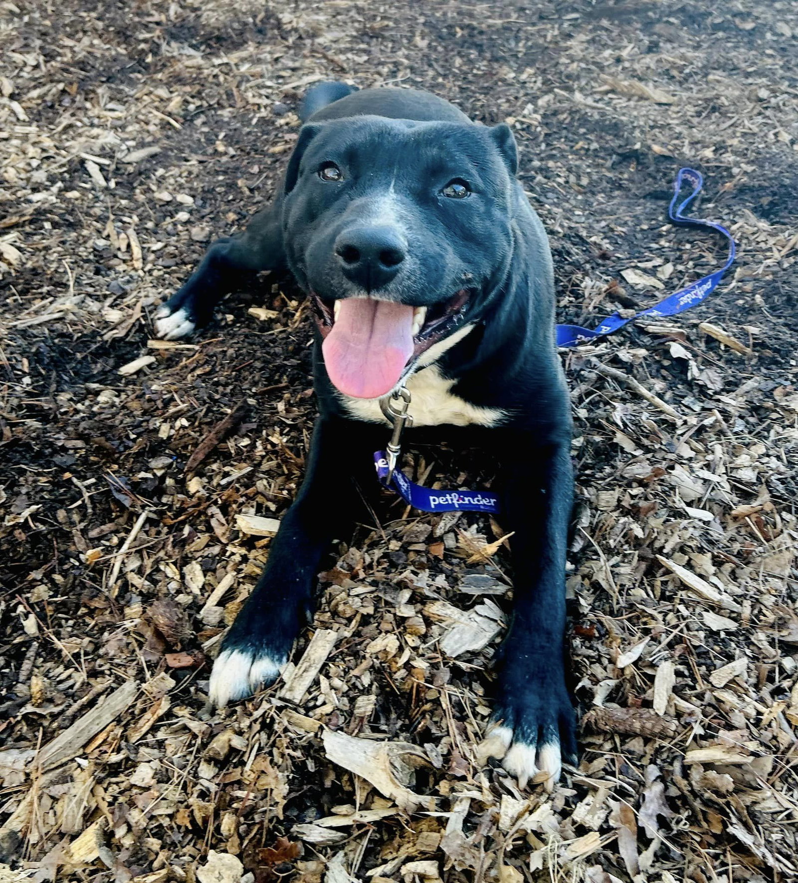 Dog for Adoption - Fisher, a American Pit Bull Terrier in Cherokee ...