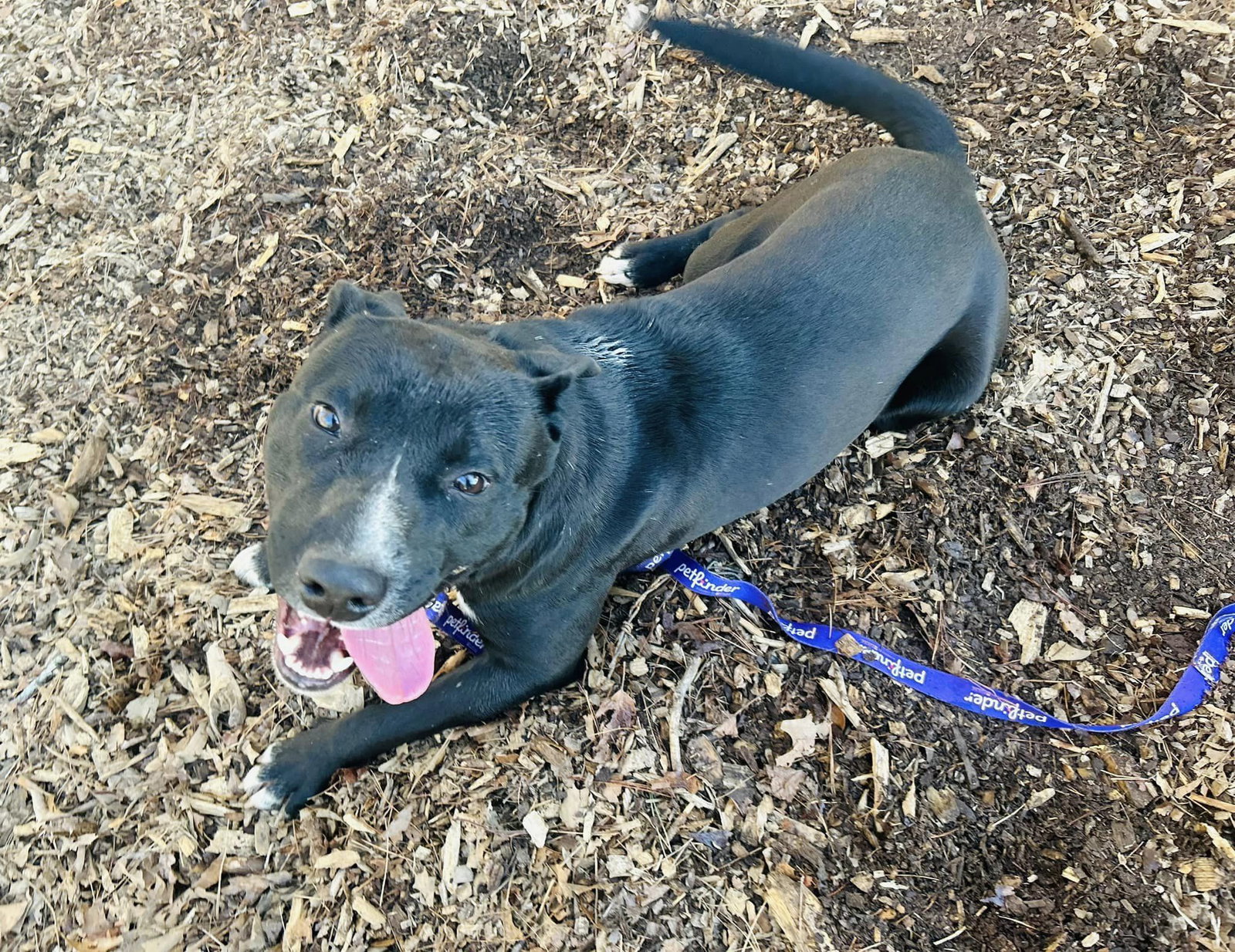 Dog for Adoption - Fisher, a American Pit Bull Terrier in Cherokee ...